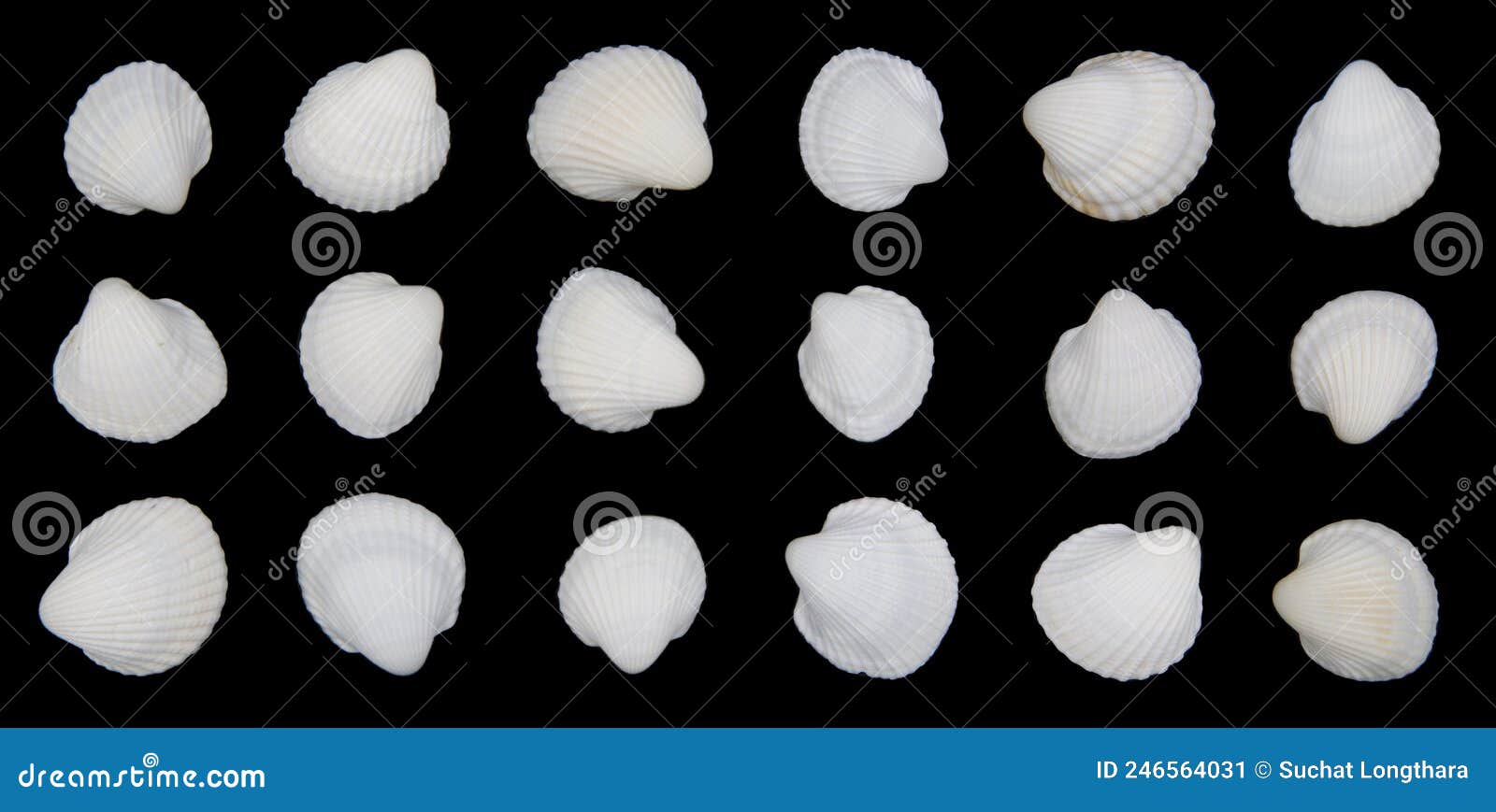 Top View, Set of Sea Scallop Shell Stock Image - Image of shell, pearl ...