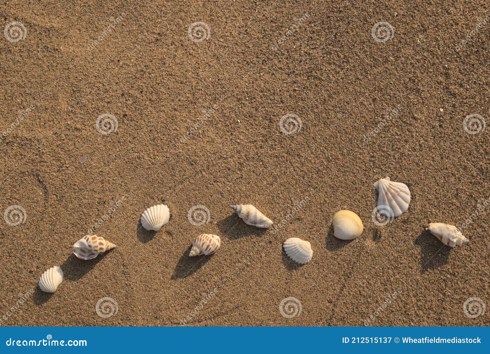Top View of a Set of Shells and Conchs on Beach Stock Image - Image of ...