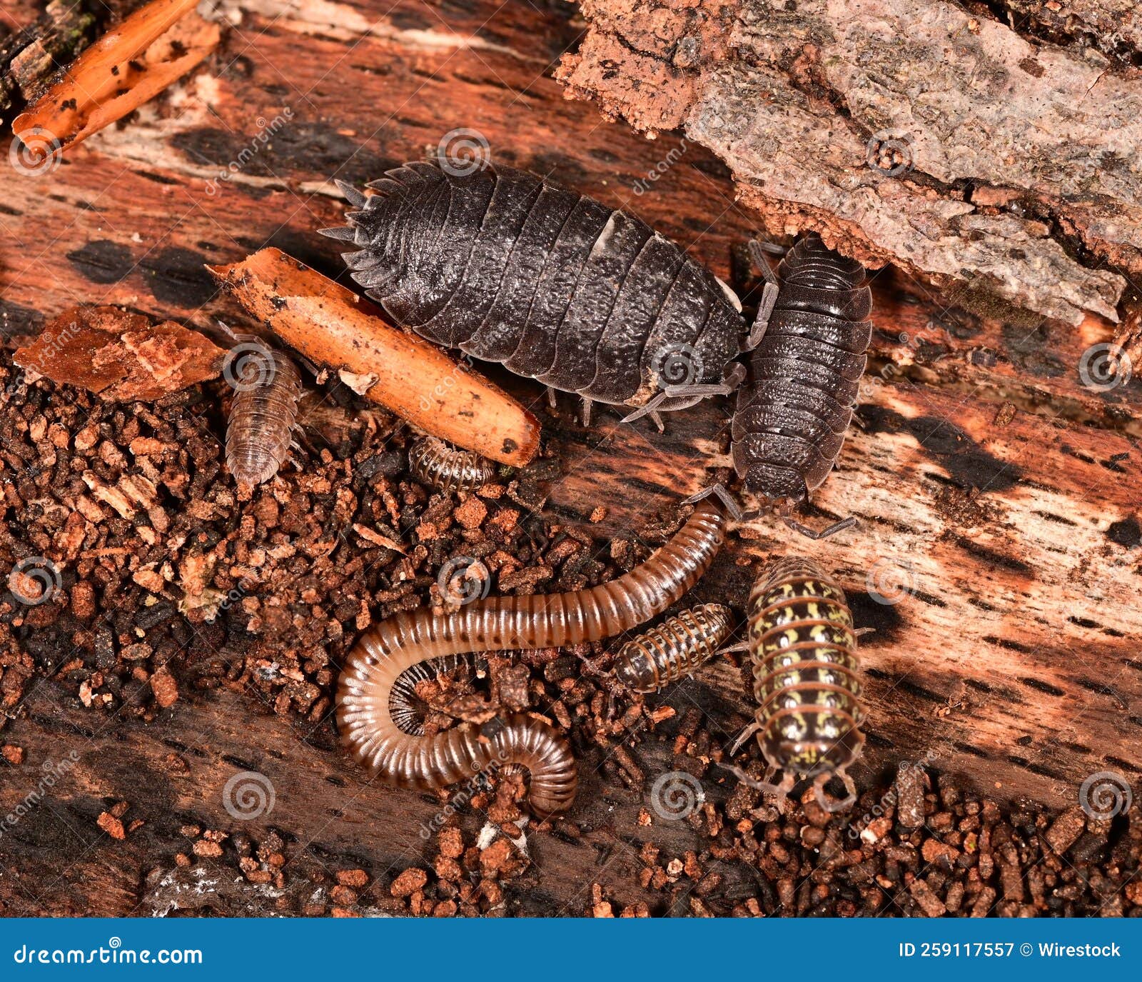 Top View of Several Common Rough Woodlouse Crawling on a Tree Stock ...