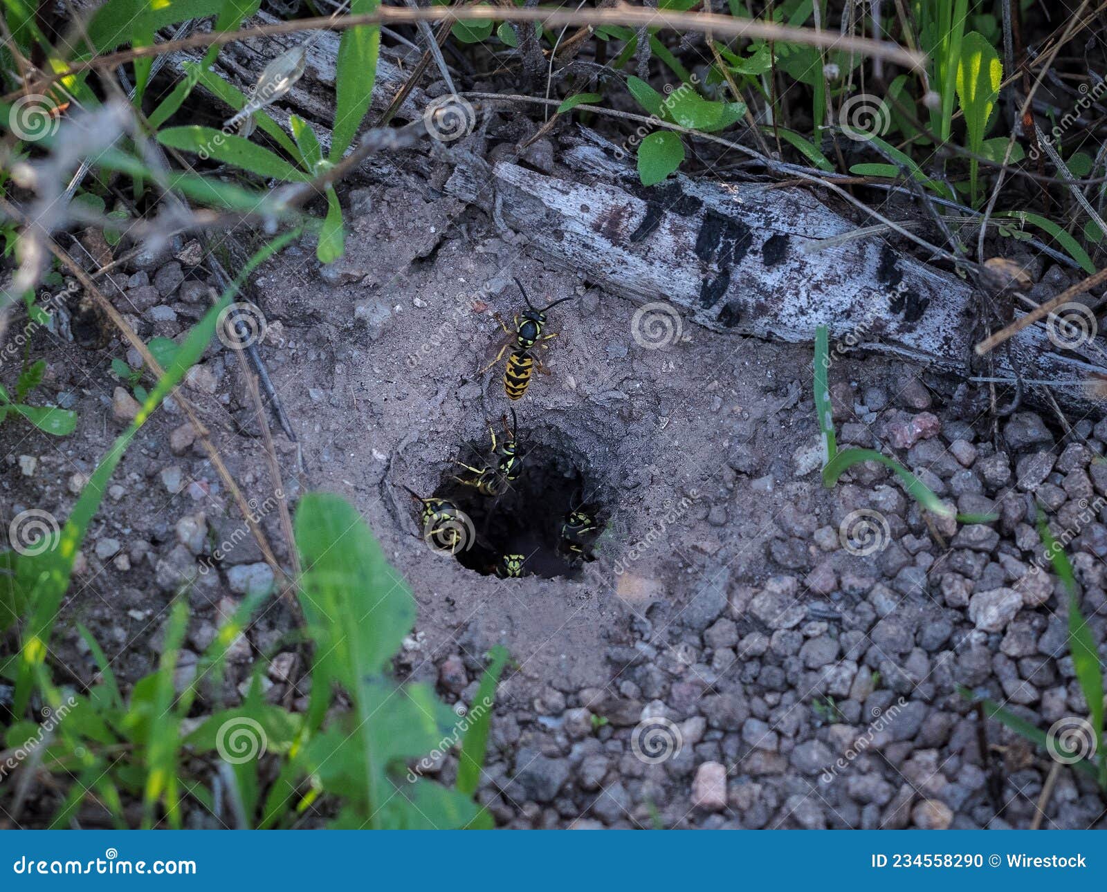 Top View of Several Wasps Emerging from the Underground Stock Photo ...