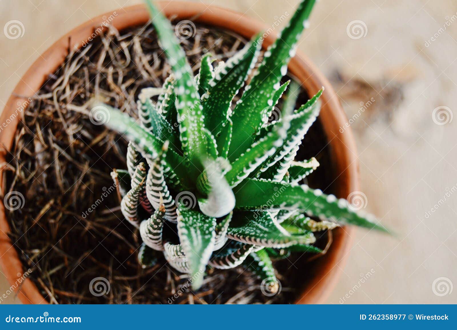 Top View of a Sharp Succulent Plant in a Pot Stock Image - Image of ...