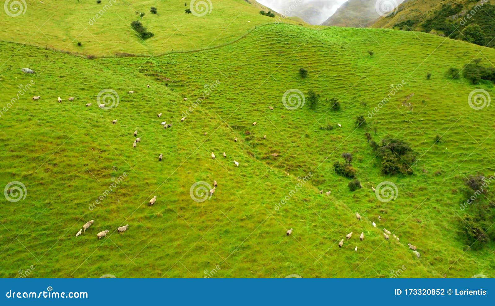 Top View of Sheep on a Mountain Stock Photo - Image of background, farm ...
