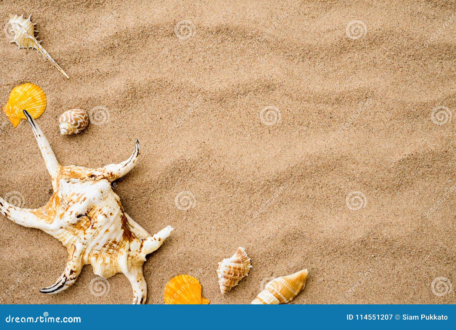 Top View of Shell on Sand Beach Background for Summer Stock Image ...