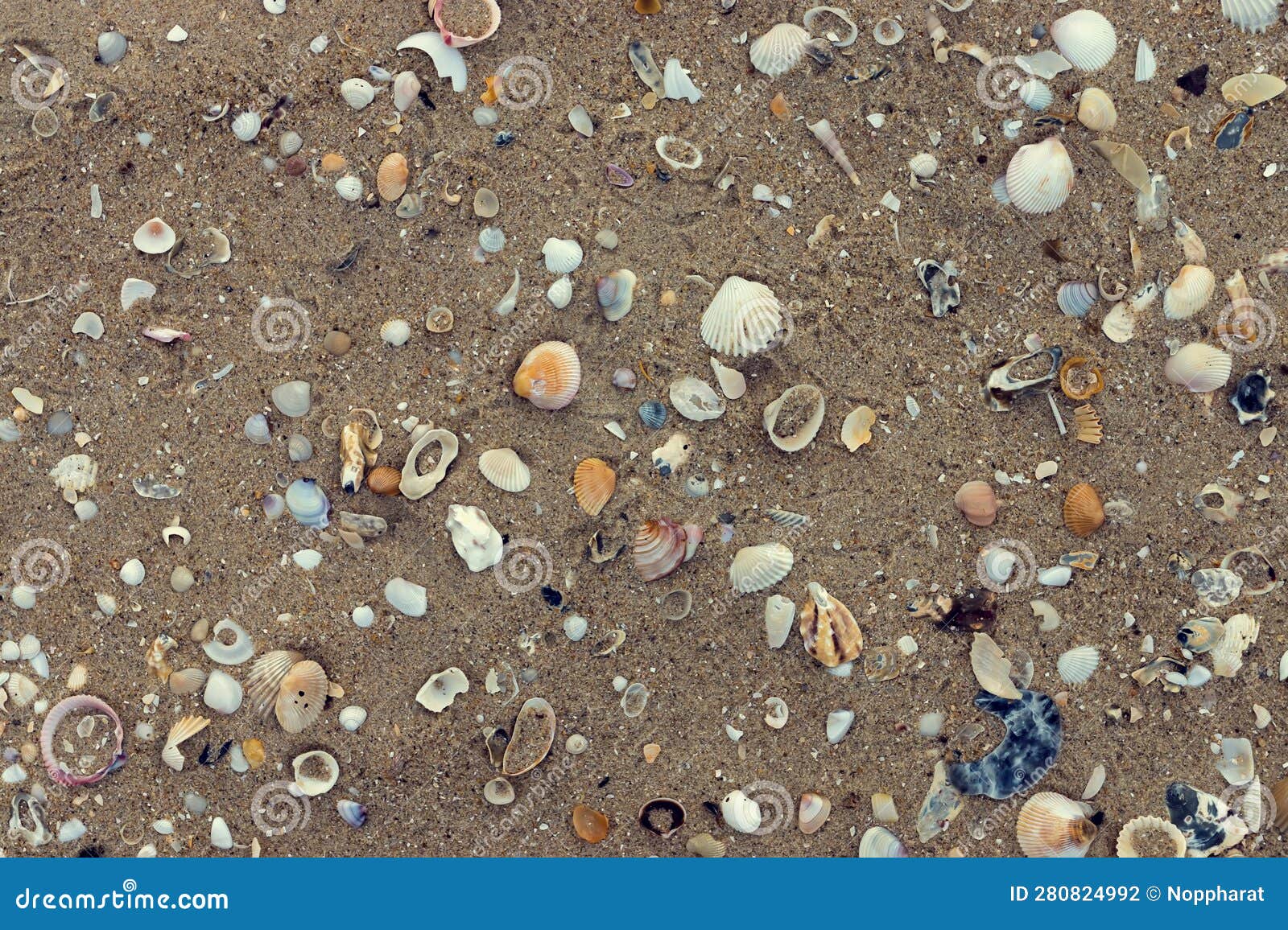 Shells and Sand on the Beach Stock Photo - Image of backdrop, space ...