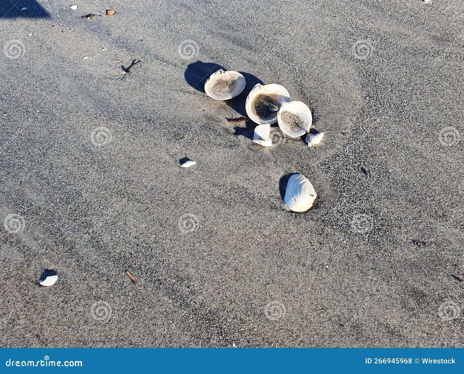 Top View of Shells on the Sandy Beach on a Sunny Day Stock Photo ...