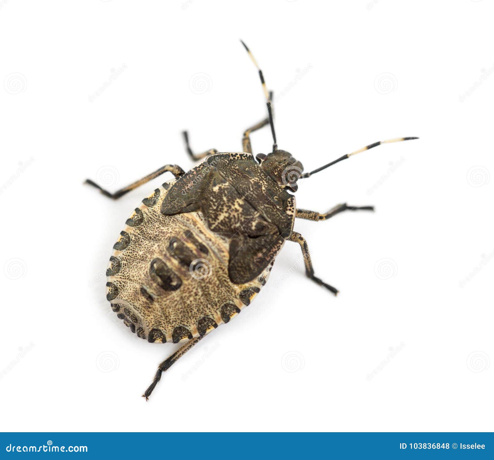 Top View of a Shield Bug, Troilus Luridus, Against White Background ...