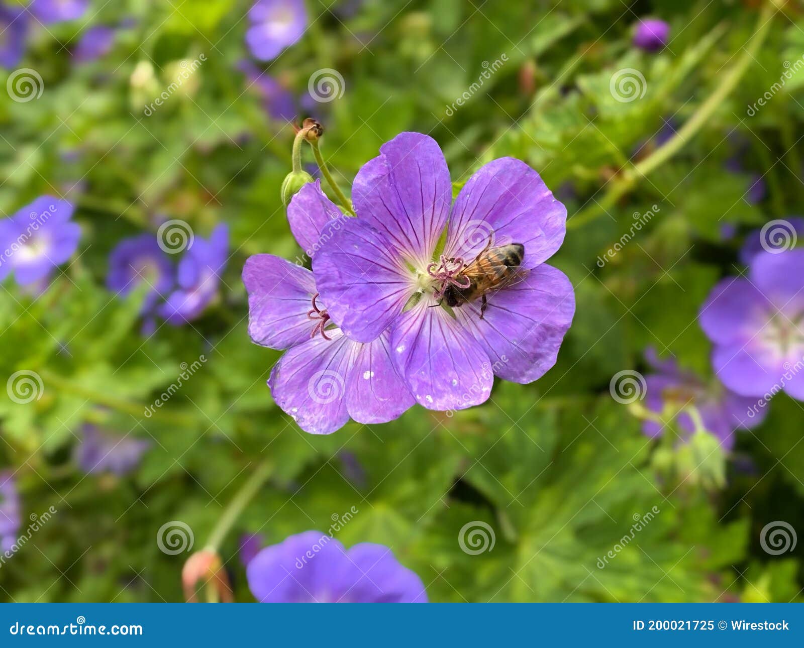 Top View Shot of a Bee Sitting on Meadow Geranium Flower Stock Image ...