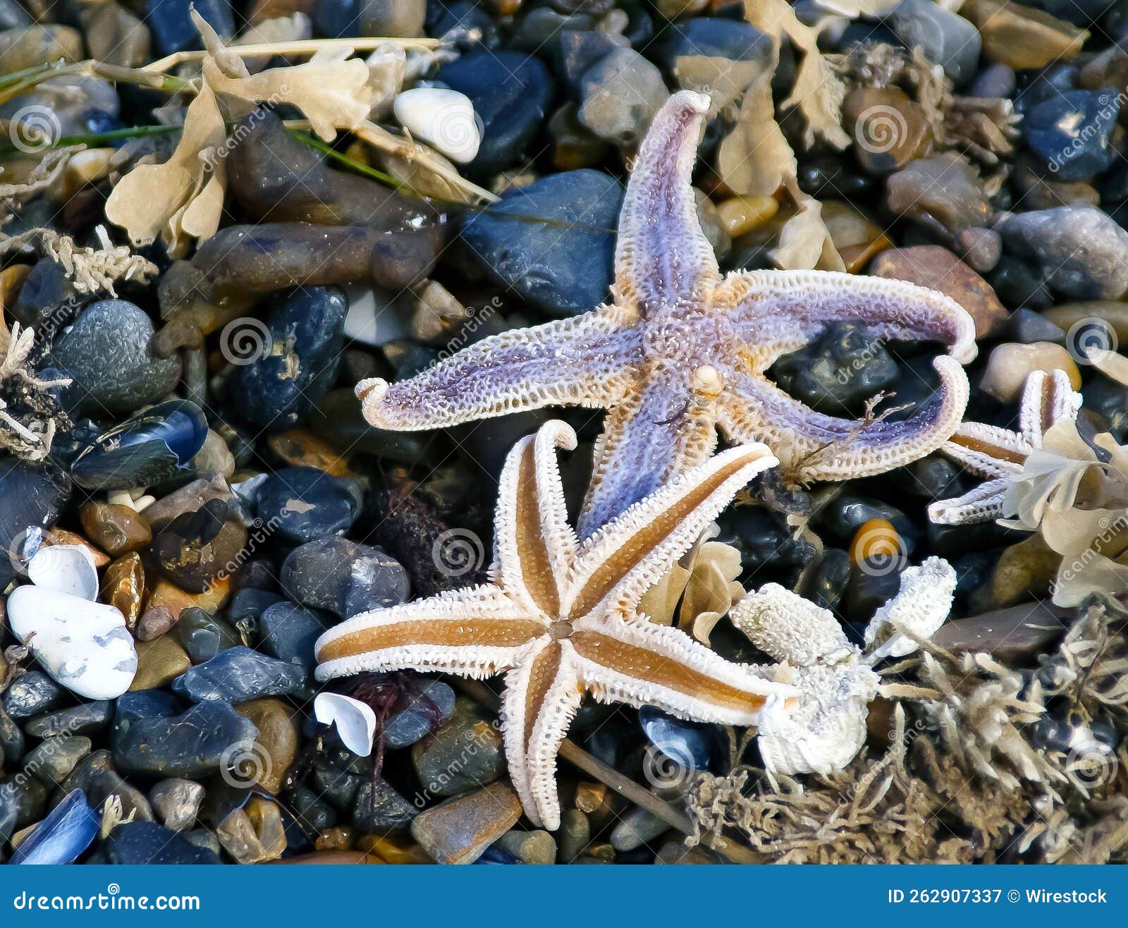 Top-view Shot of Common Starfish on a Rocky Beach Stock Image - Image ...