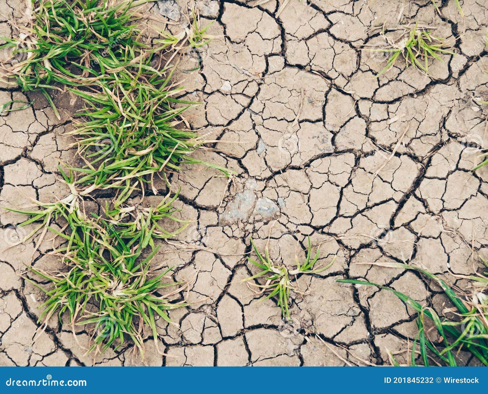 Top View Shot of a Dry Swamp Ground Stock Photo - Image of environment ...