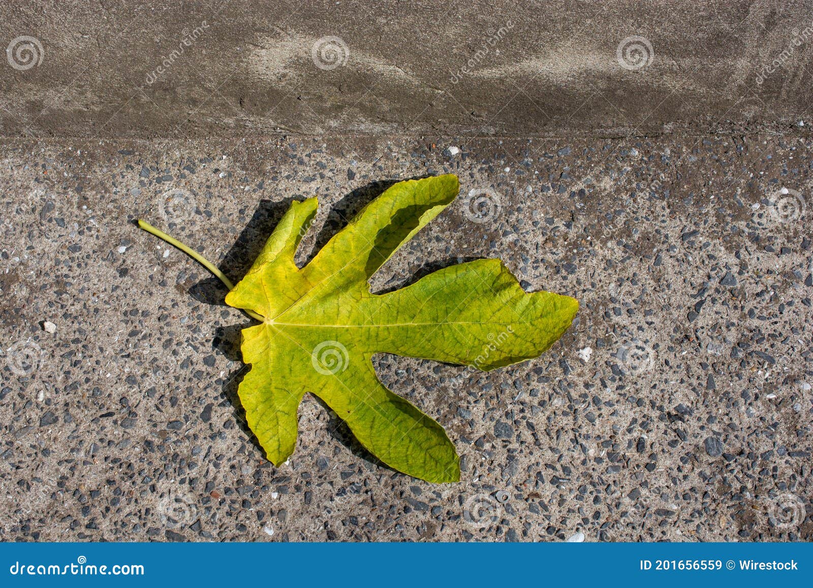Top View Shot of a Fallen Leaf on Ground Pavement Stock Image - Image ...