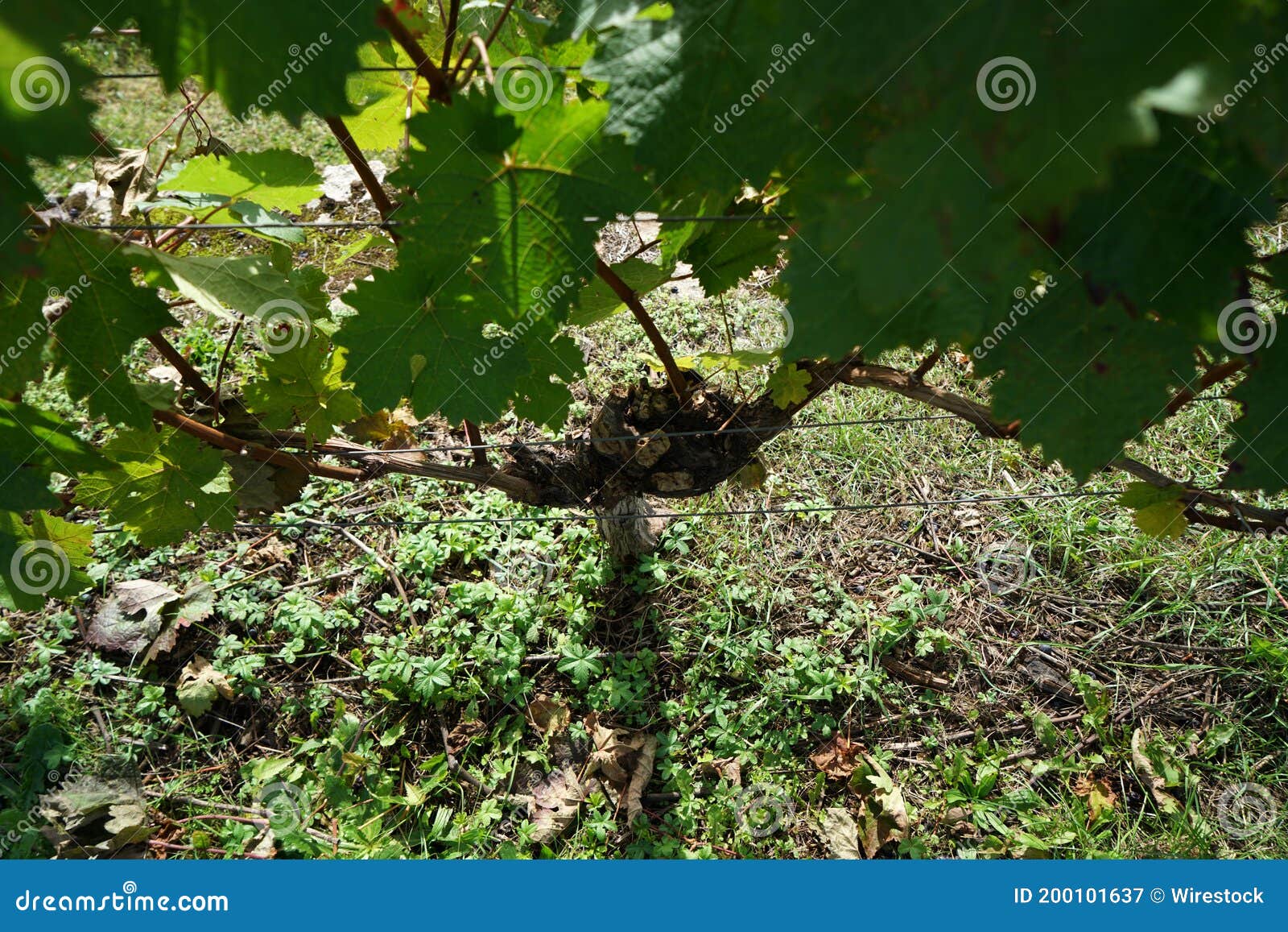 Top View Shot of Grapevine in a Farm Stock Image - Image of beauty ...
