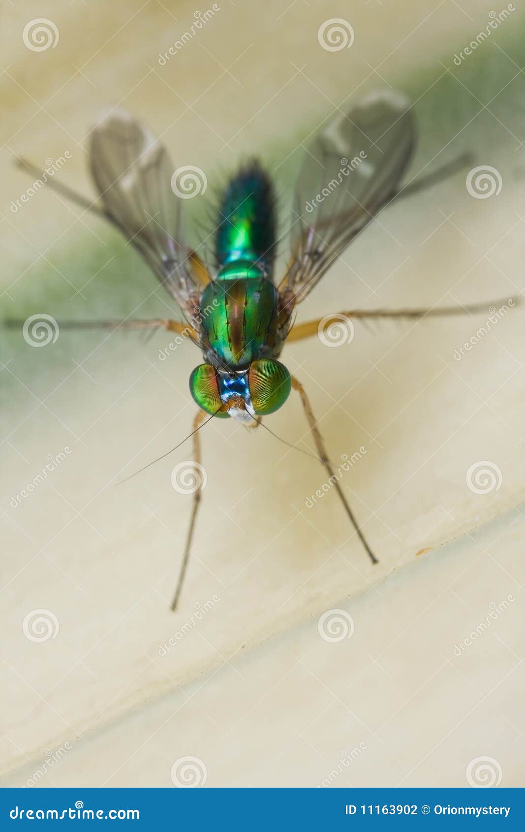 Top View Shot Of A Long Legged Fly Stock Photo - Image of wing, close ...