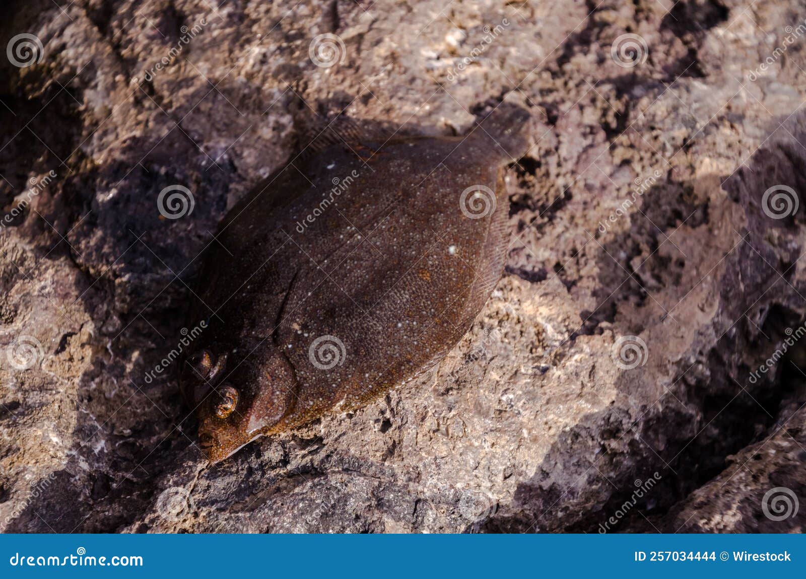 Top View Shot of a Rock Sole on a Rock Stock Photo - Image of animal ...
