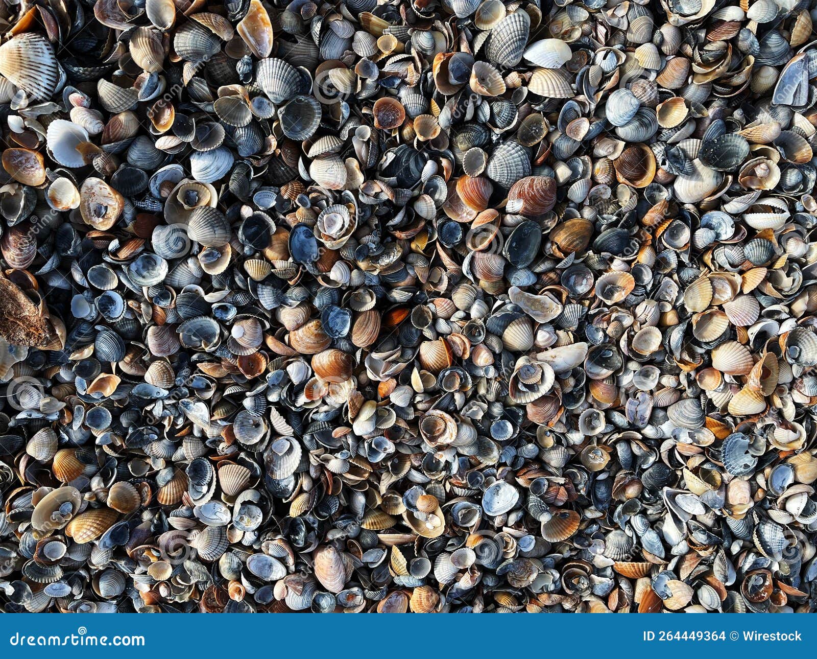 Top View Shot of Shells Pattern on the Shore Stock Photo - Image of ...