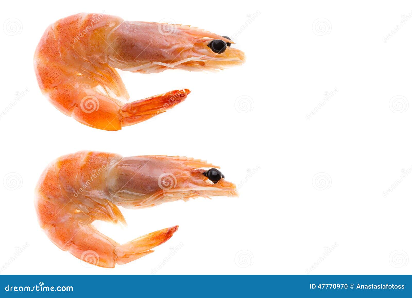 Top View of Shrimp Isolated Background Stock Photo - Image of healthy ...