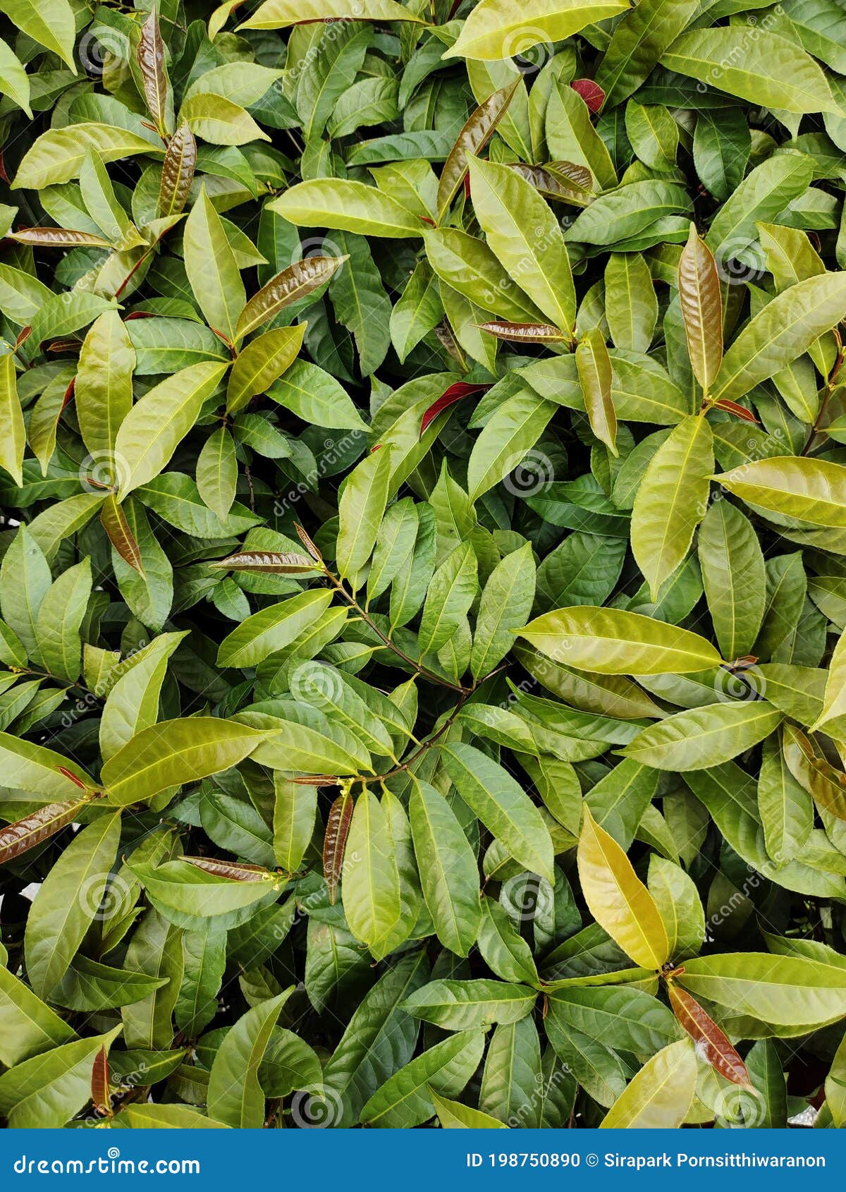 Top View of Shrub Use Backgrounds Stock Photo - Image of plant ...