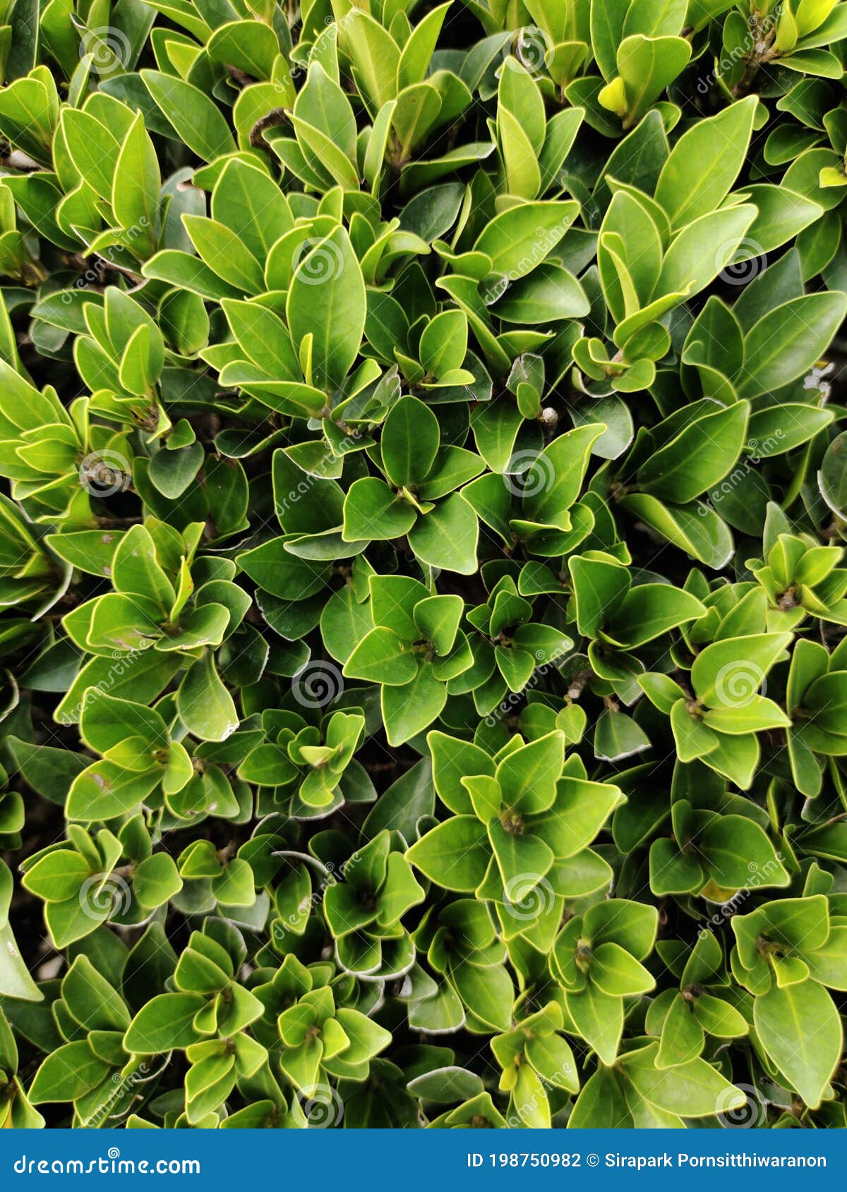 Top View of Shrubs Green Leaf Wallpaper Stock Photo - Image of garden ...