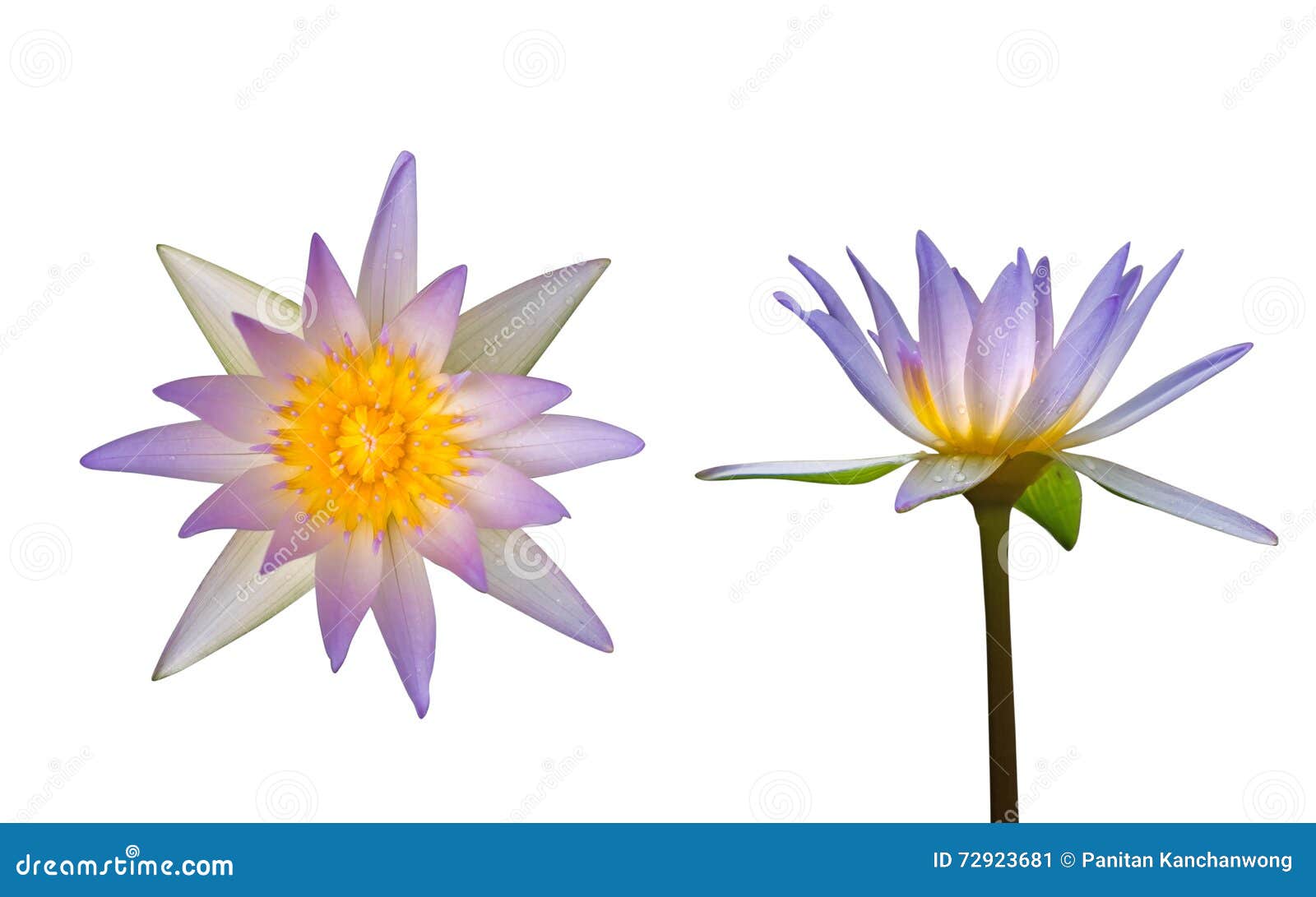 Pink Lotus Flower Isolated Side View Stock Photos - Free & Royalty-Free ...
