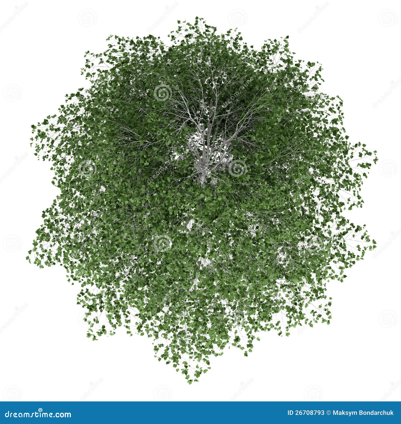 Top View of Silver Birch Tree Isolated on White Stock Illustration ...