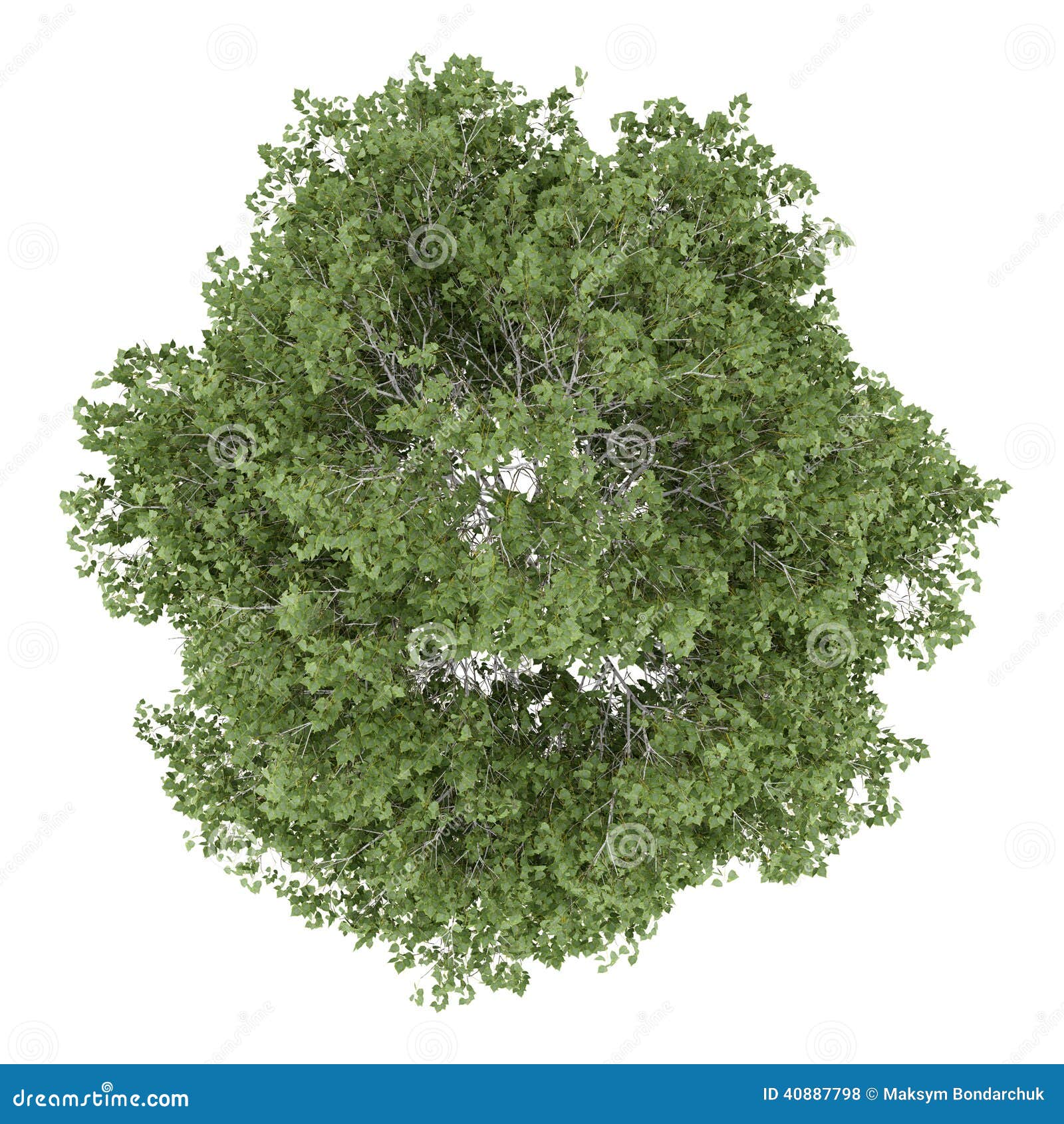 Top View of Silver Birch Tree Isolated on White Stock Illustration ...