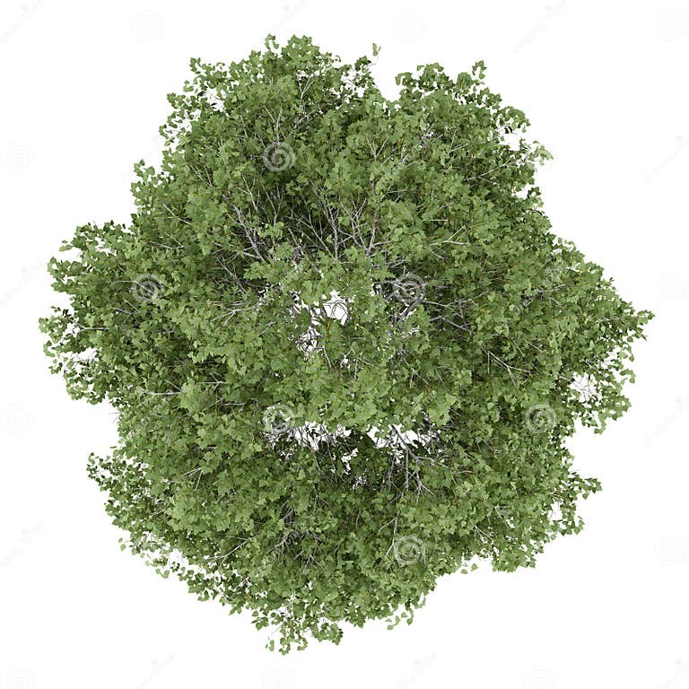 Top View of Silver Birch Tree Isolated on White Stock Illustration ...