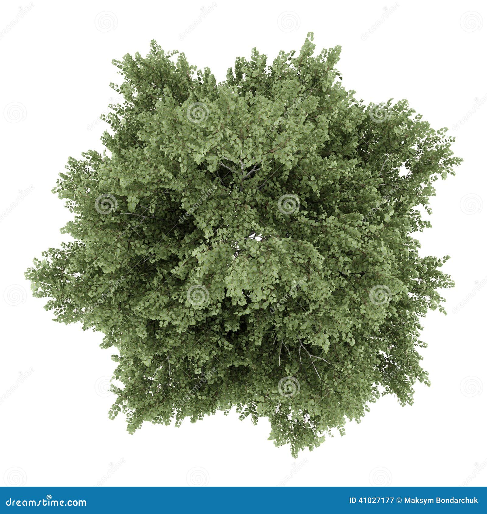 Top View of Silver Birch Tree Isolated on White Stock Illustration ...