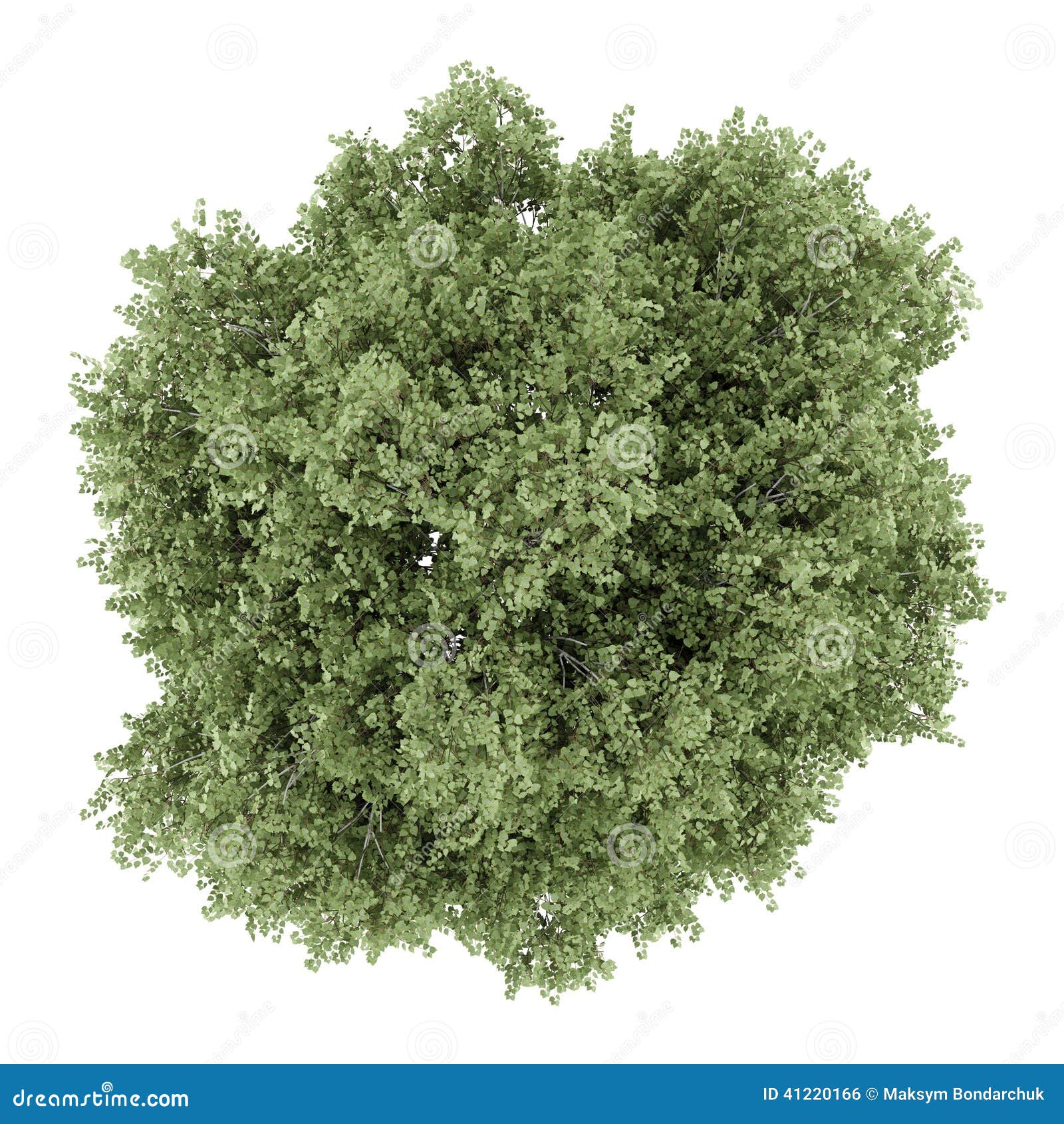 Top View of Silver Birch Tree Isolated on White Stock Illustration ...