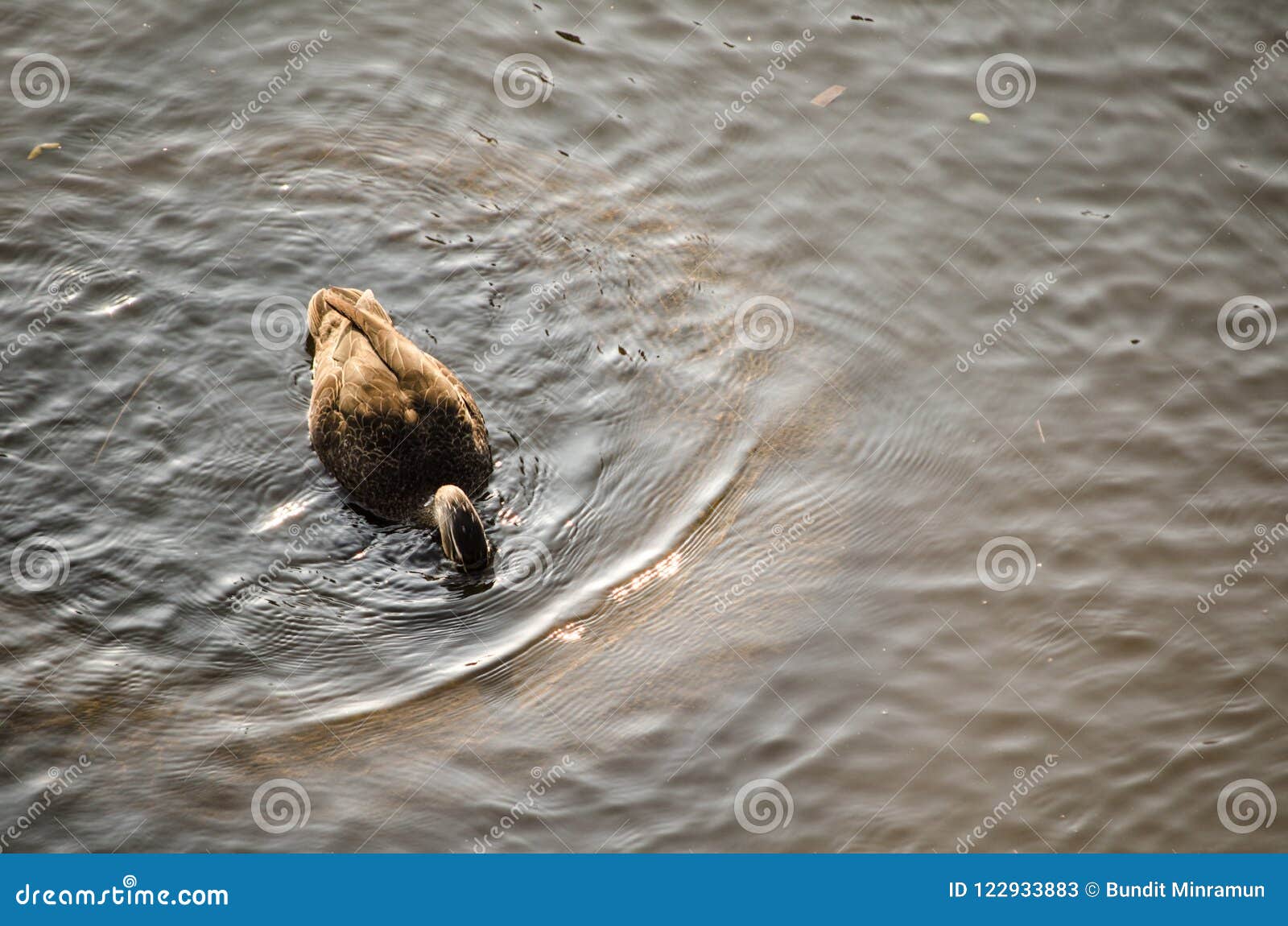 Top View of Pacific Black Duck Dabbling for Food in the River. Stock ...