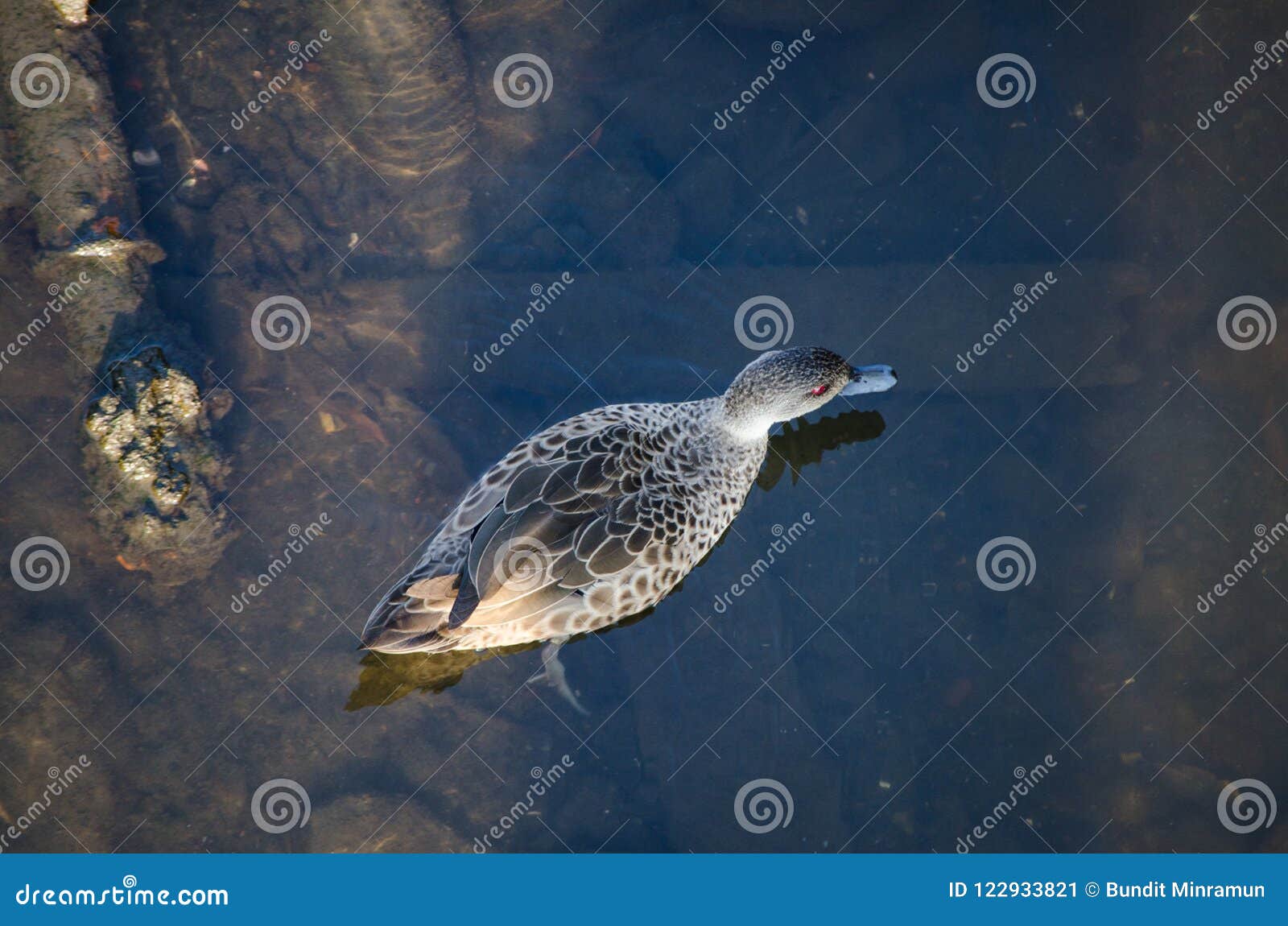 Top View of Single Pacific Black Duck Swimming in the River. Stock ...