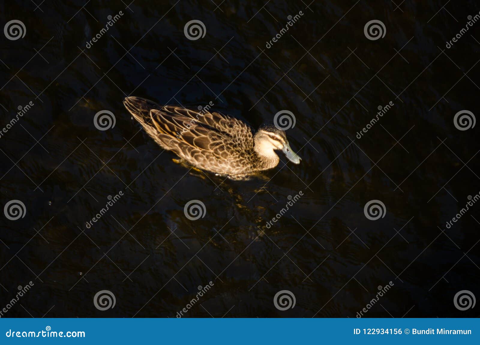Top View of Single Pacific Black Duck Swimming in the River. Stock ...
