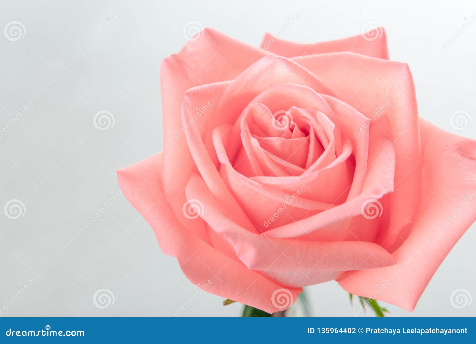 Top View of Single Pink Rose with Copy Space Stock Photo - Image of ...
