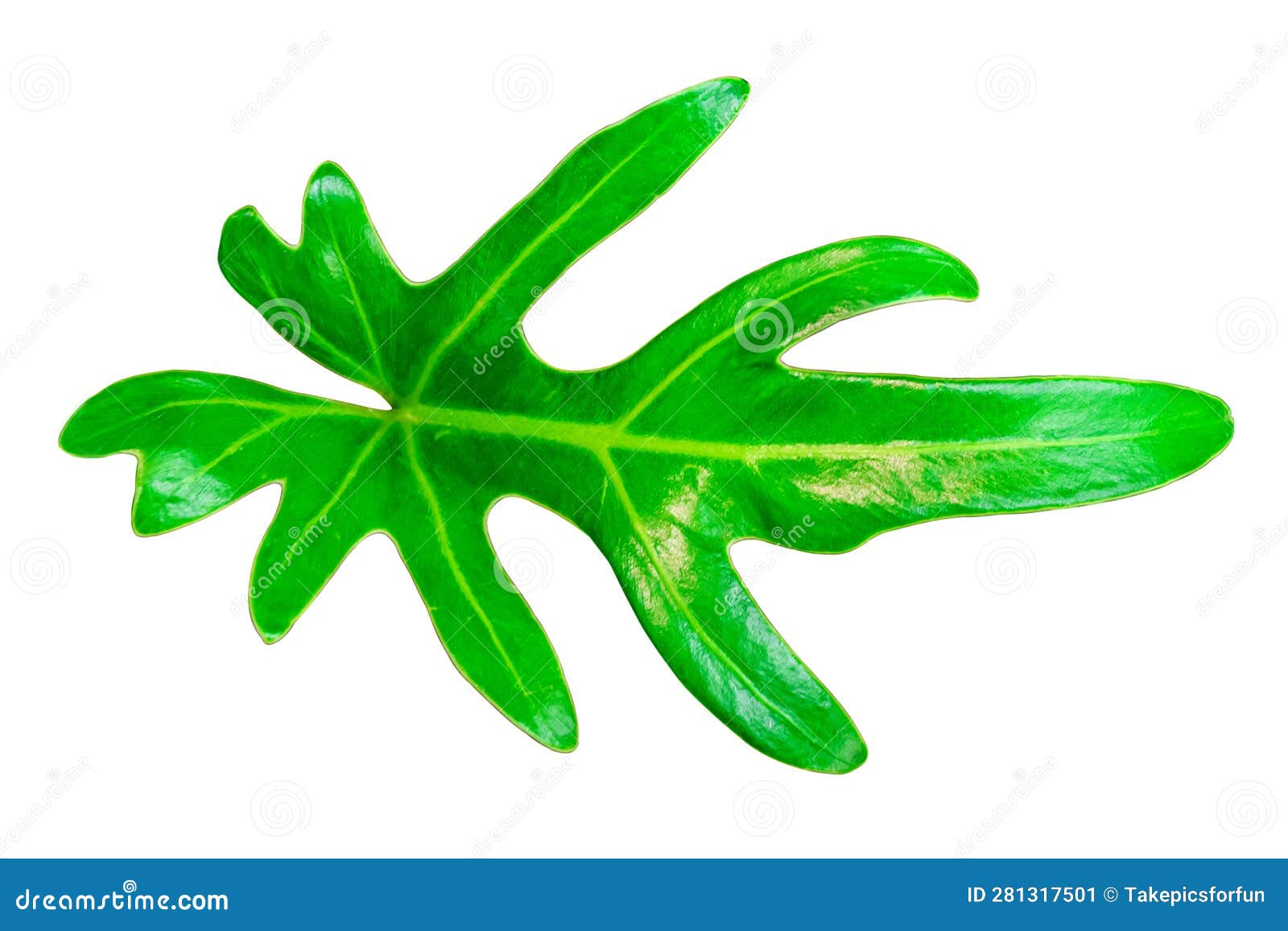 Top View of Single Succulent Green Leaf Isolated on White Background ...