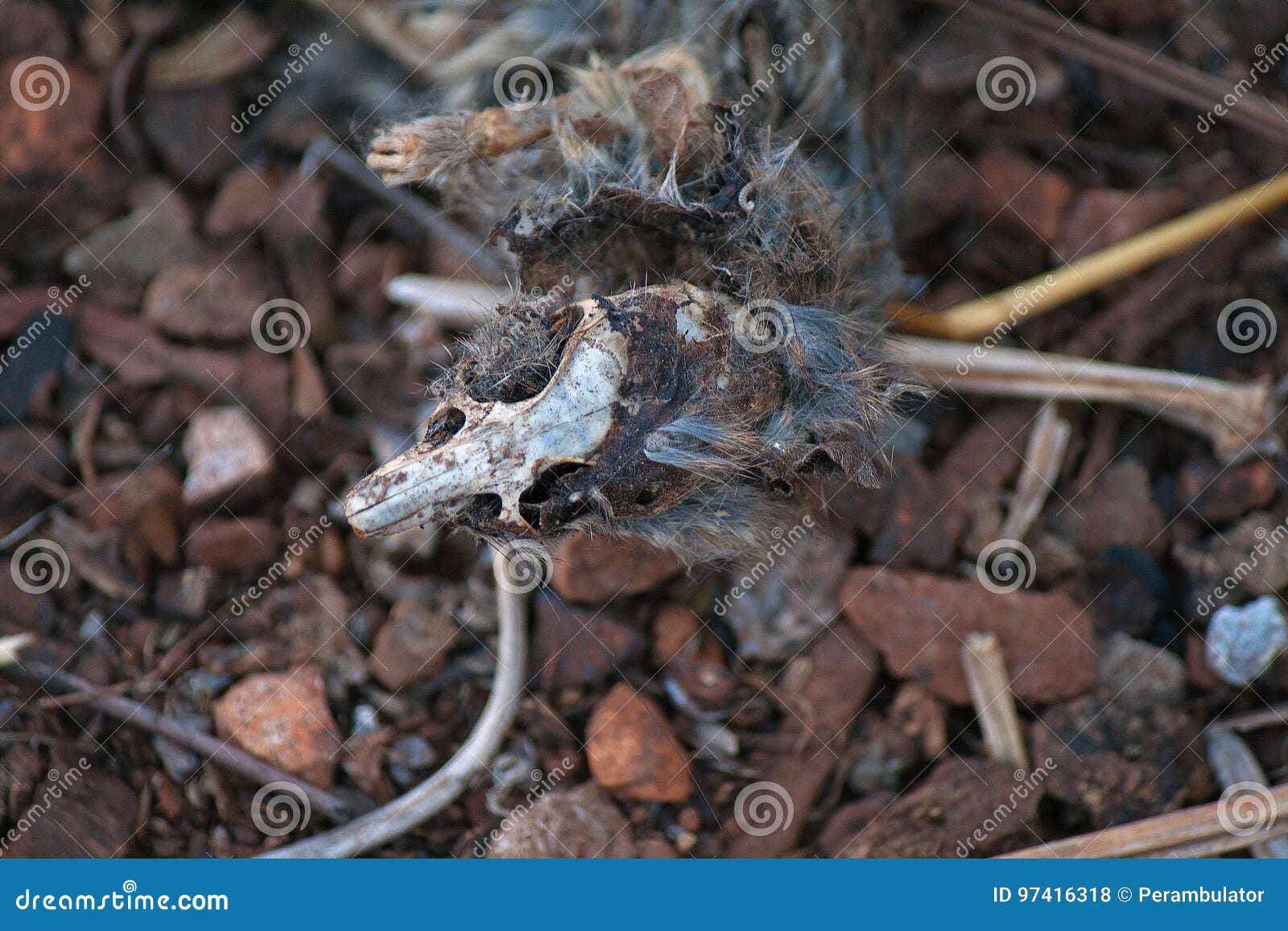 TOP VIEW of SKULL of DECOMPOSING RAT Stock Photo - Image of decomposed ...