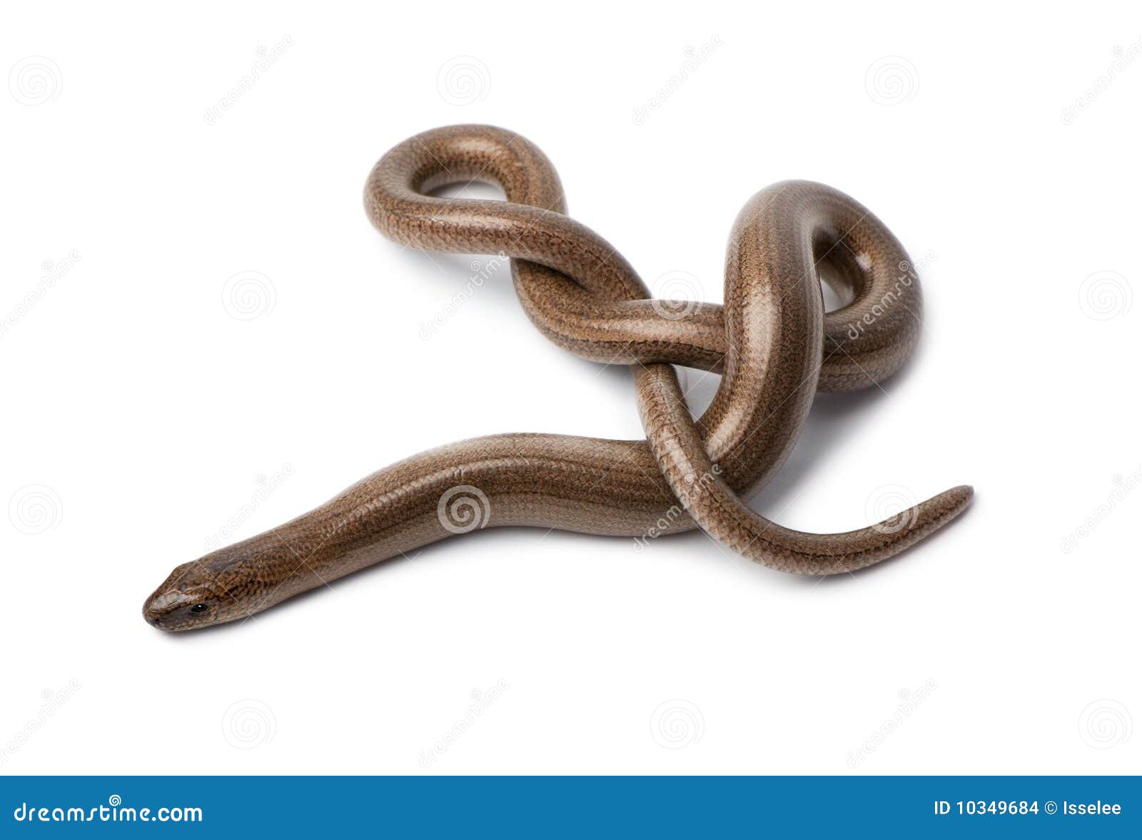 Slowworm, Anguis Fragilis Legless Lizard Also Called Blindworm Or ...