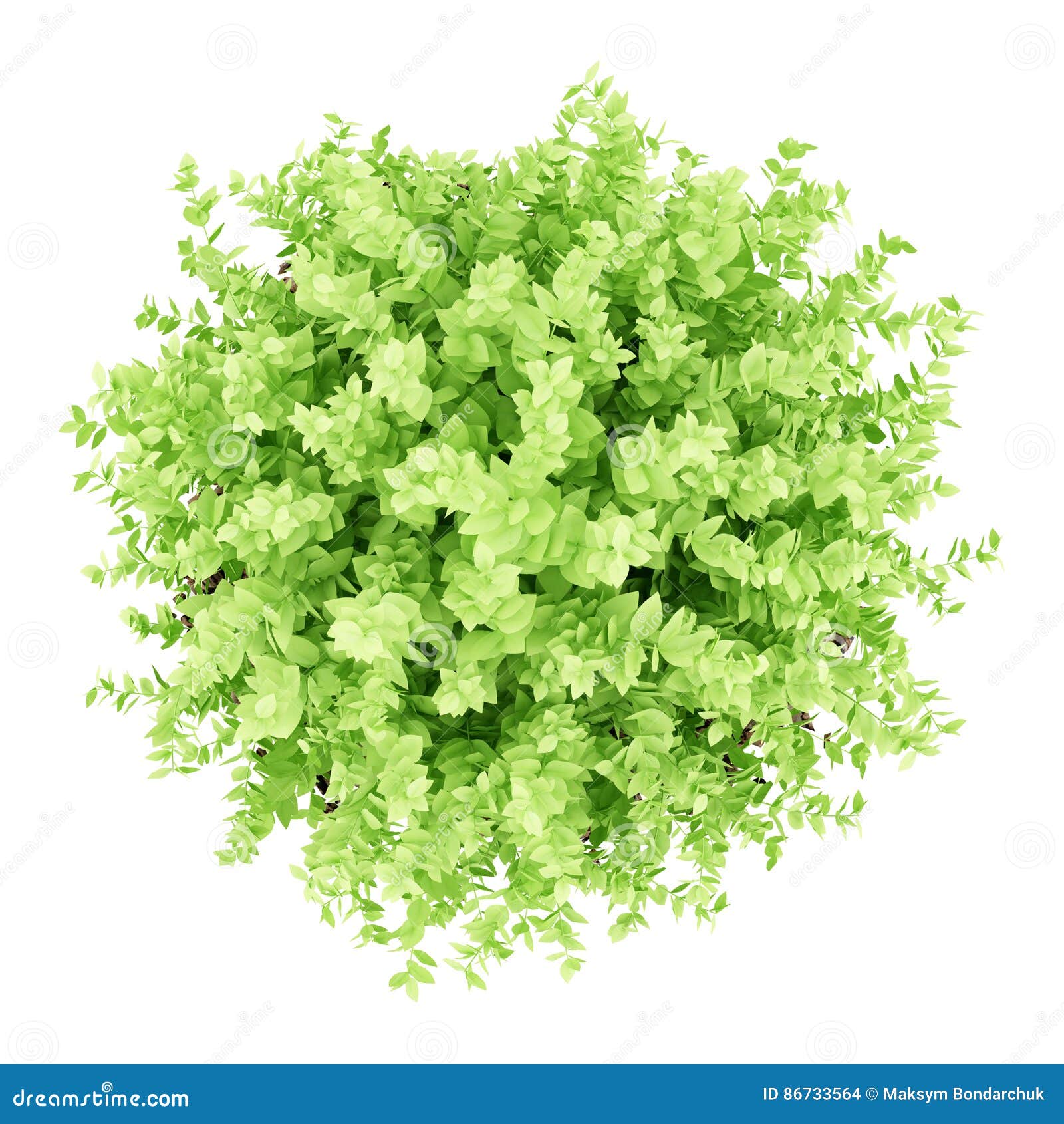 Top View of Small Boxwood Plant Isolated on White Stock Illustration ...
