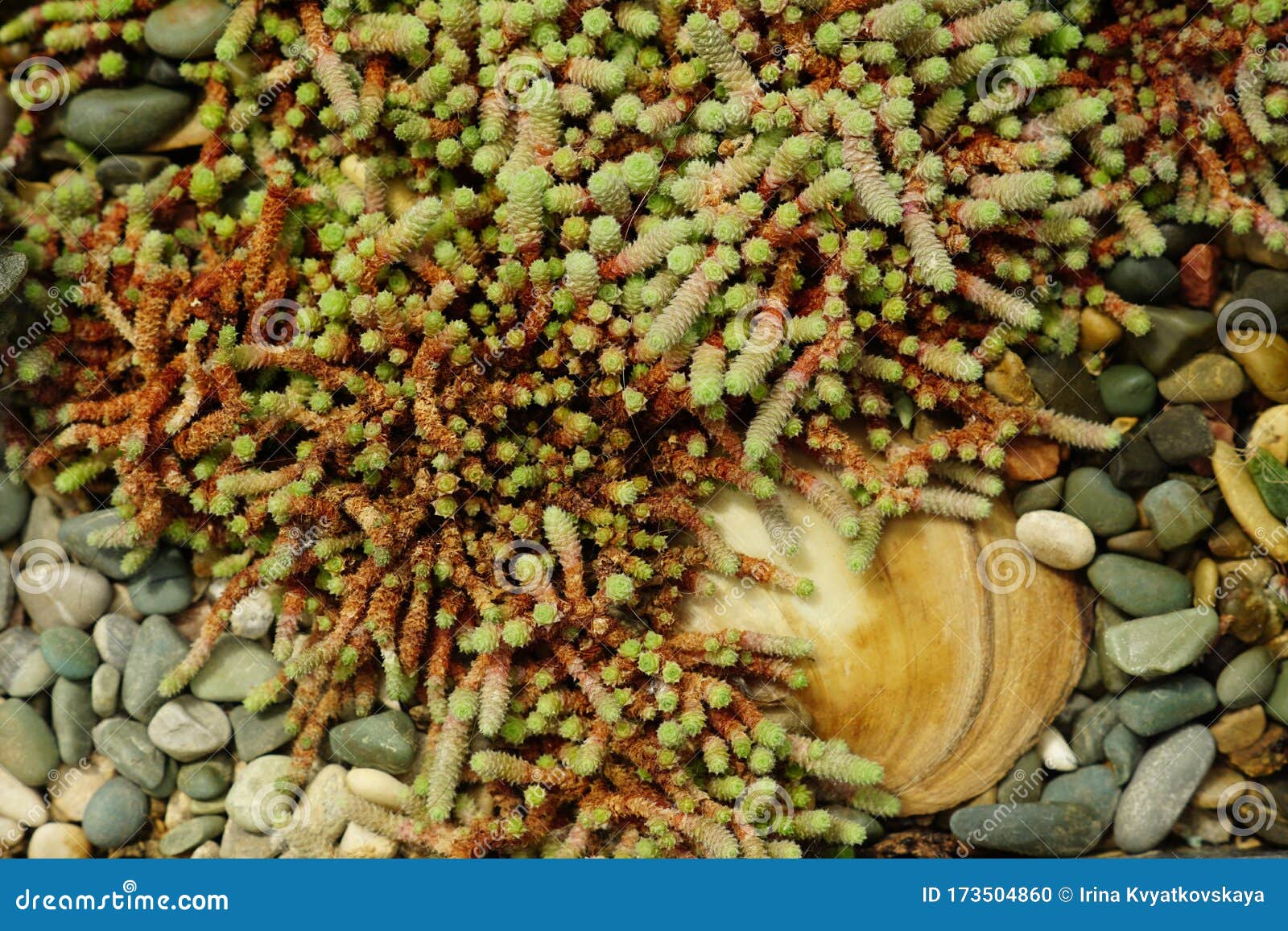 Top View of Small Cacti Growing on Stones, Natural Background Stock ...