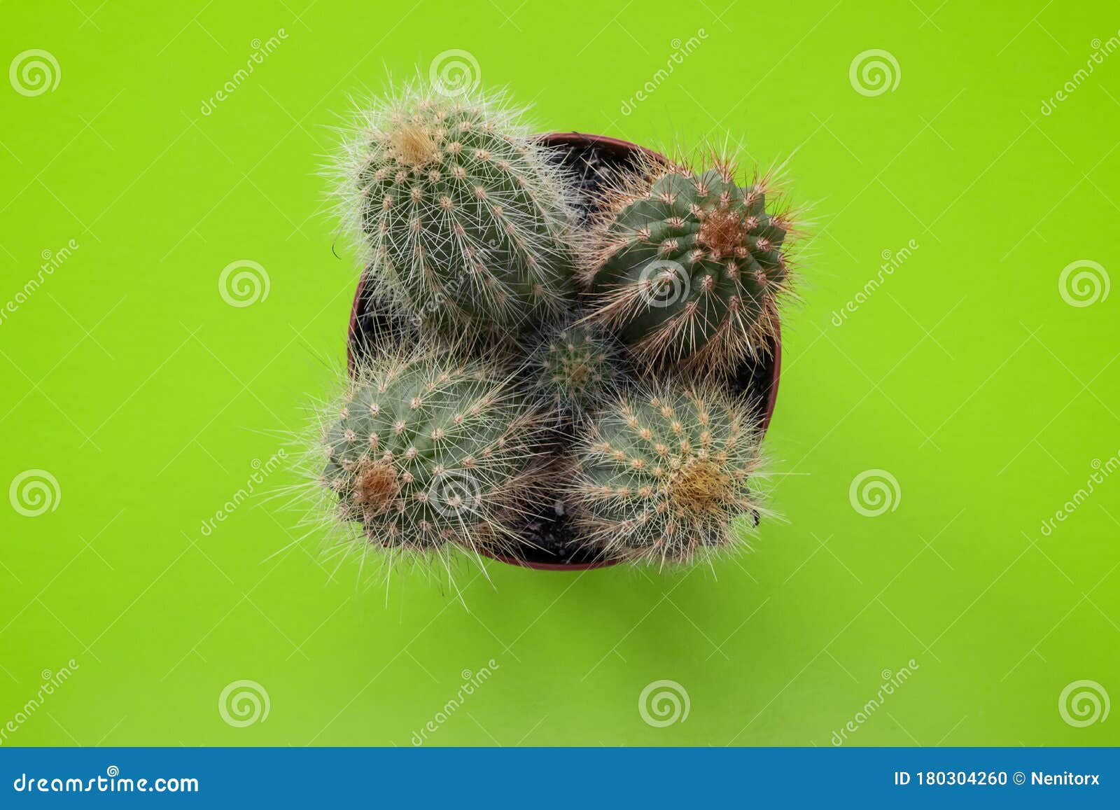 Top View Small Green Cactus Plant in Pot Isolated on Green Background ...