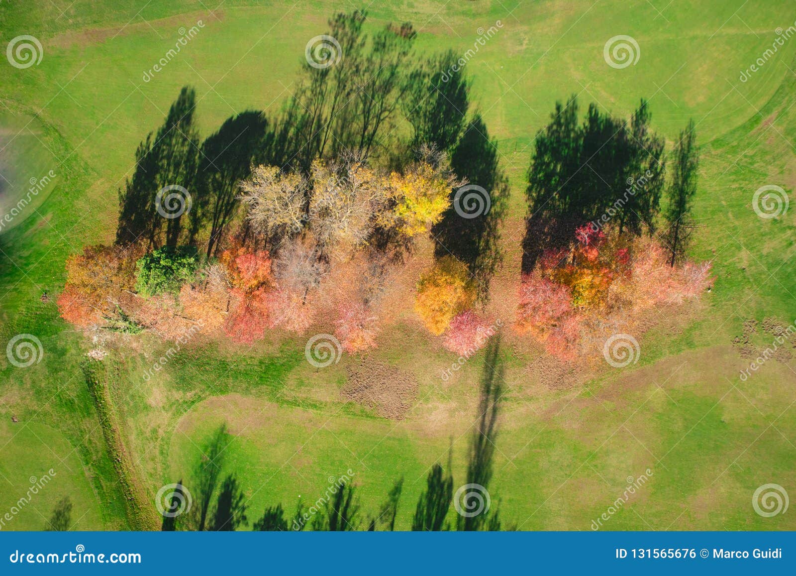 The forest in the fall stock photo. Image of leaves - 131565676