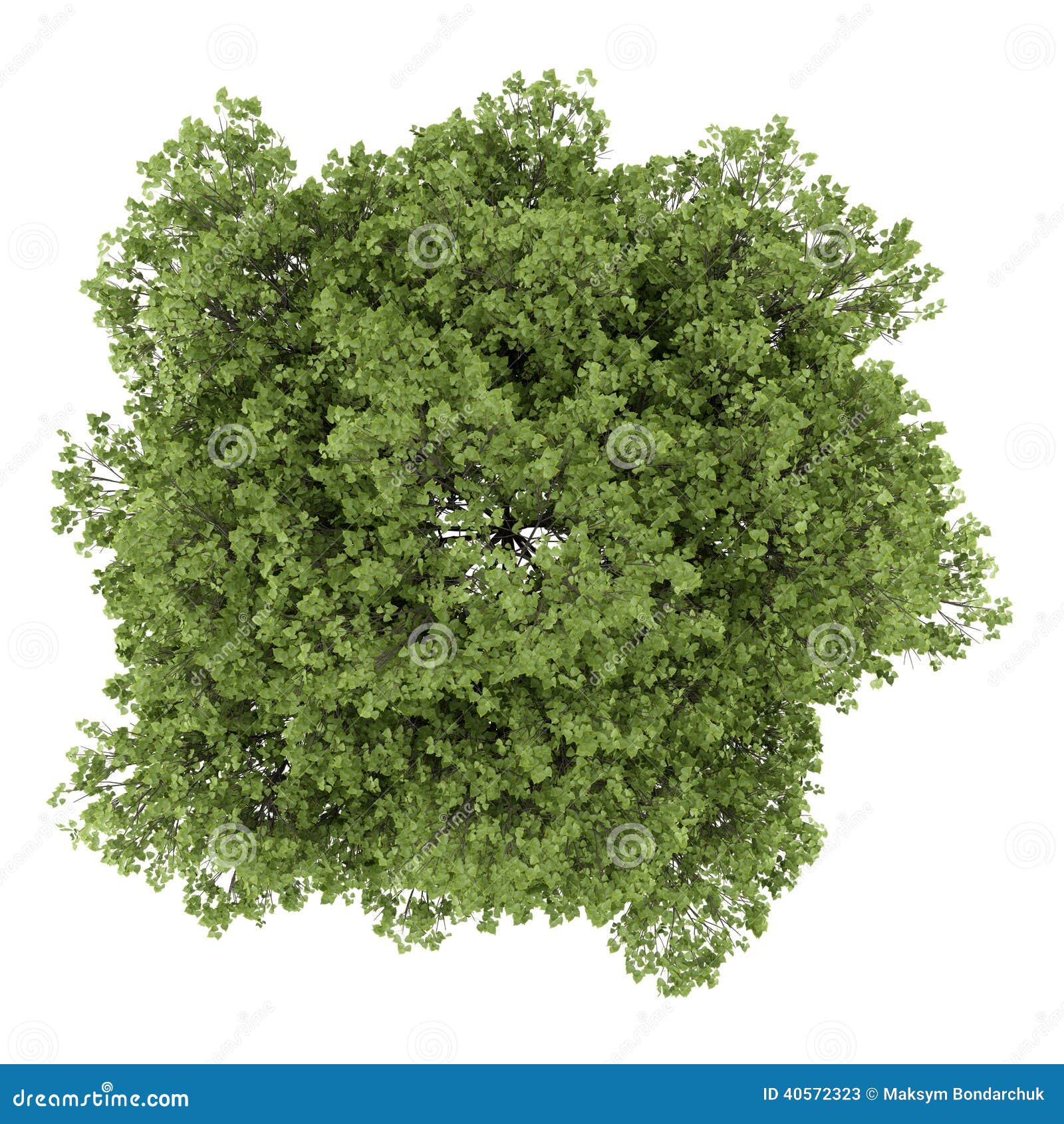 Small Leaved Linden Blooming In Spring With Blurred Background Royalty ...