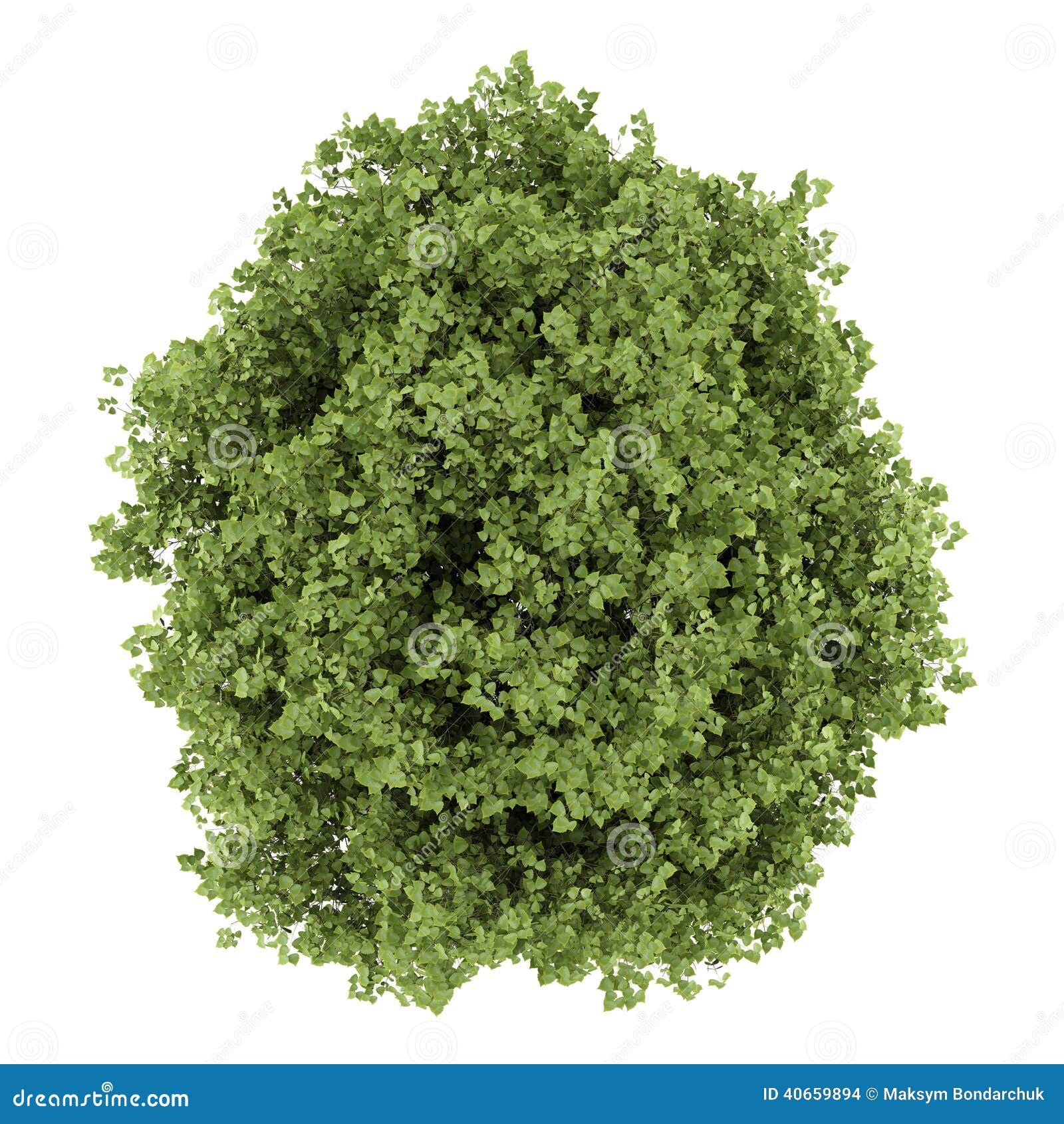 Small Leaved Linden Blooming In Spring With Blurred Background Royalty ...