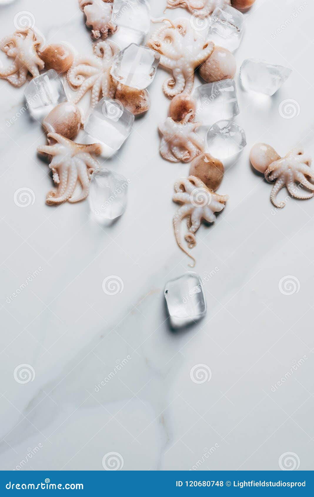 Top View of Small Octopuses with Ice Cubes Stock Photo - Image of ...