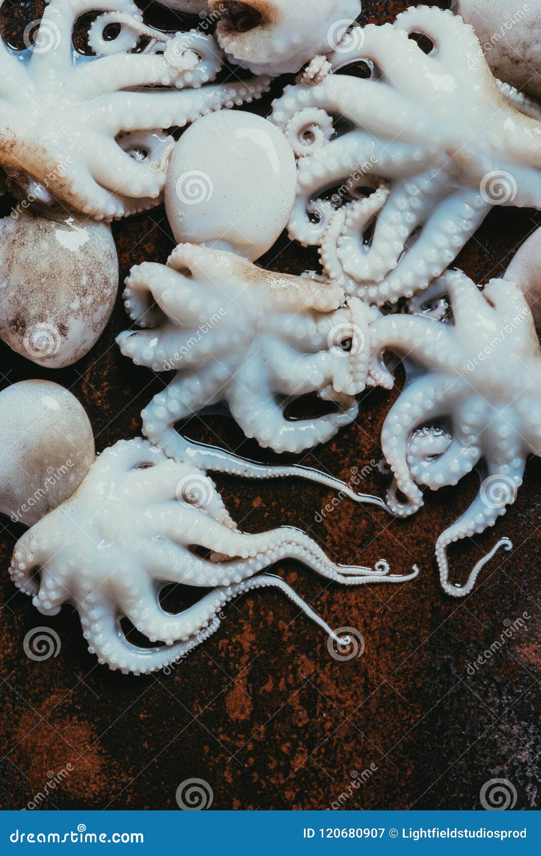Top View of Small Octopuses on Rusty Stock Image - Image of small ...