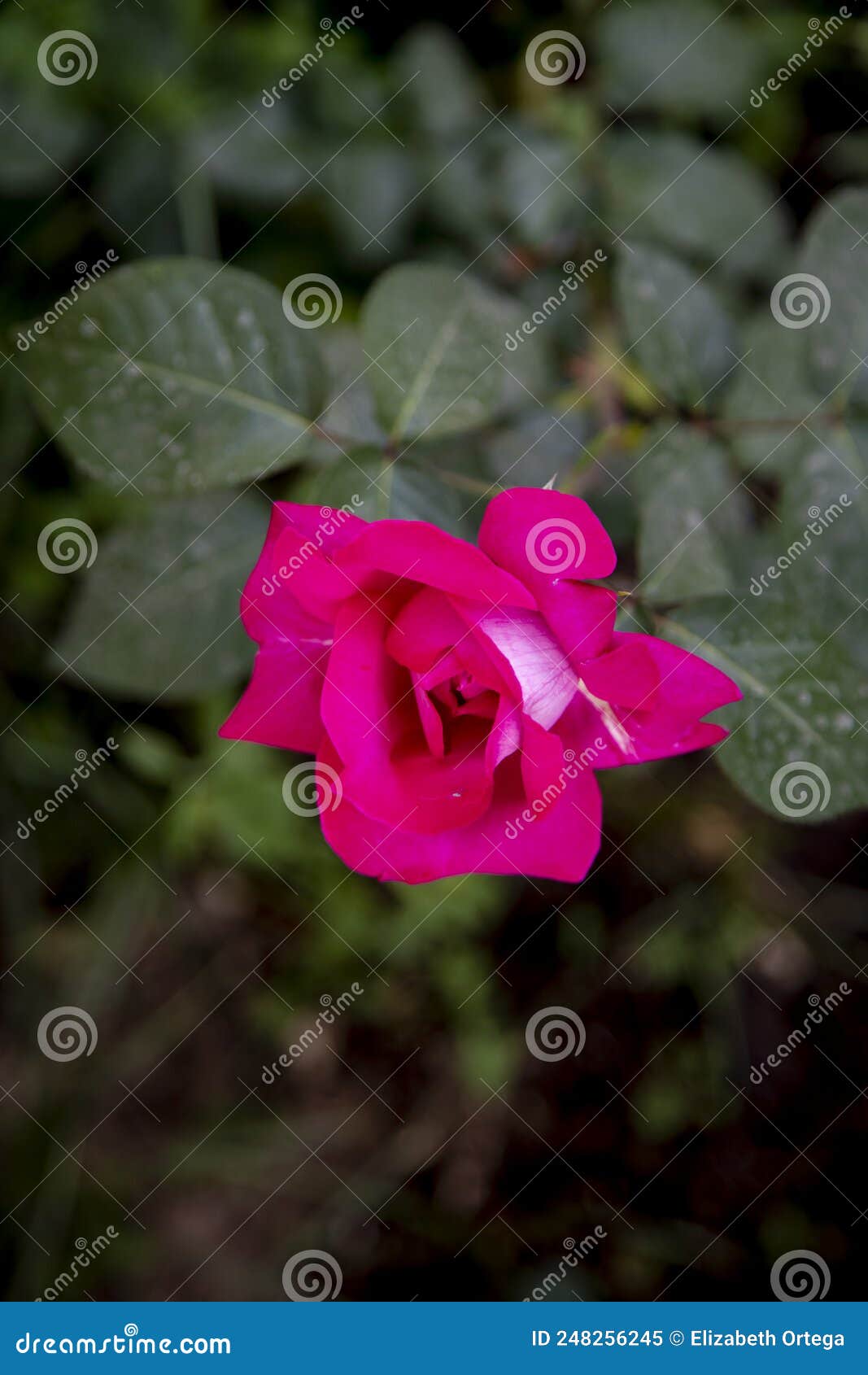 Top View of a Small Pink Rose Opening Stock Image - Image of green ...