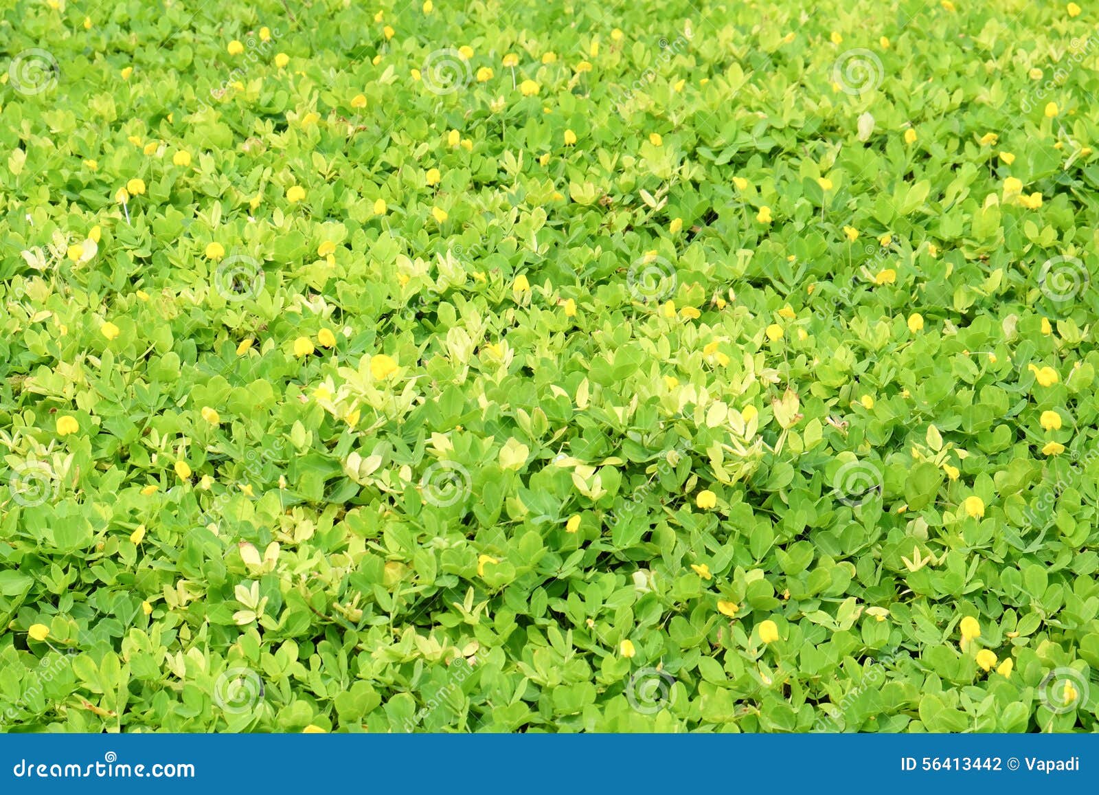 Top View of Small Plant Leaves Stock Photo - Image of green, plants ...