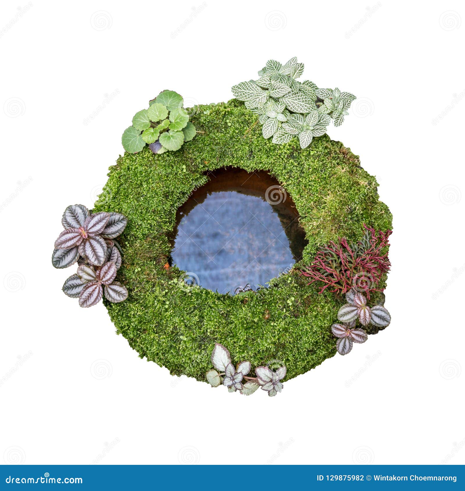 Top View of Small Plant in Textured Pot Isolated on White Background ...