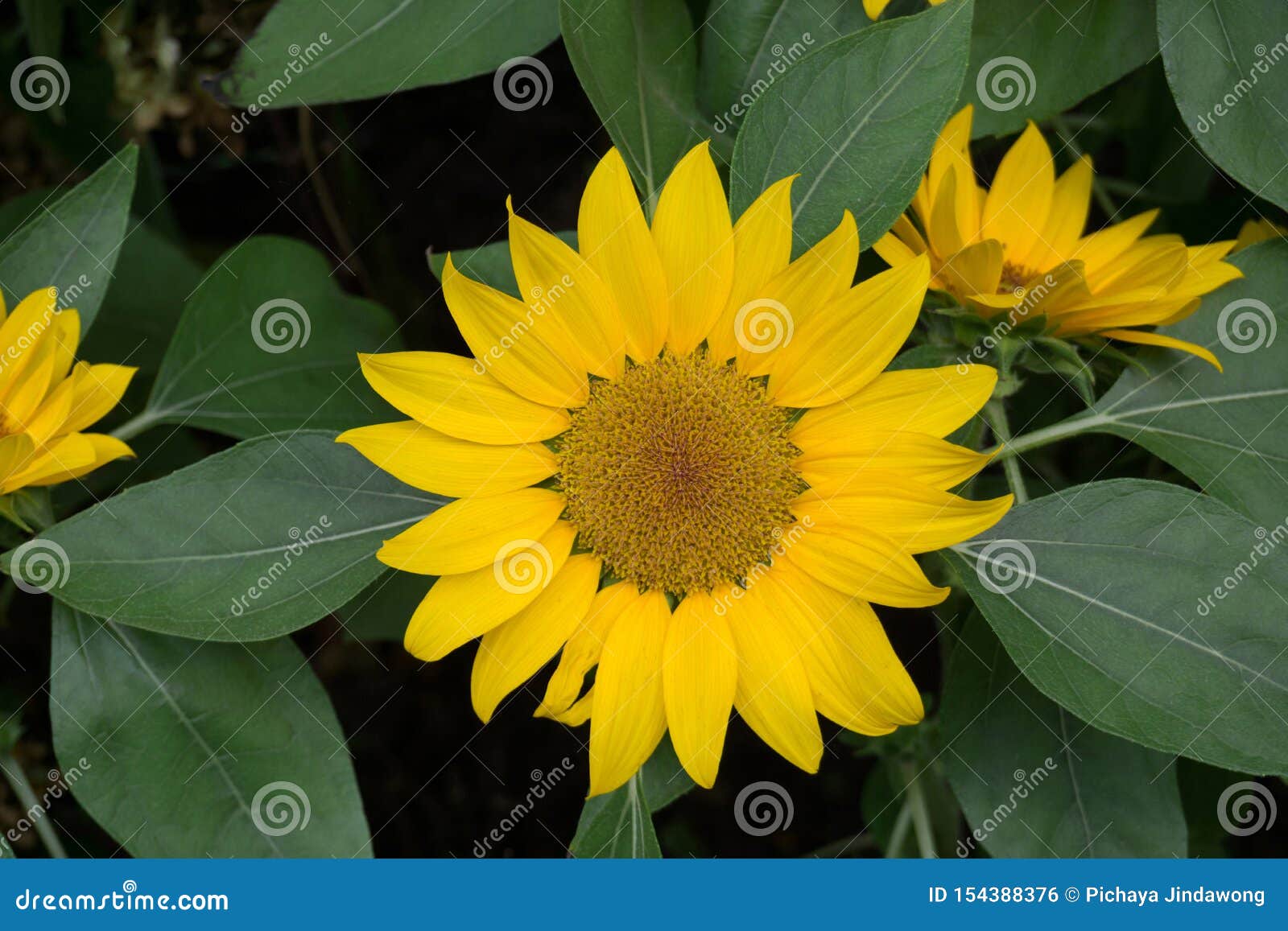 Top View Small Sunflowers with Fresh Green Leaves Stock Photo - Image ...