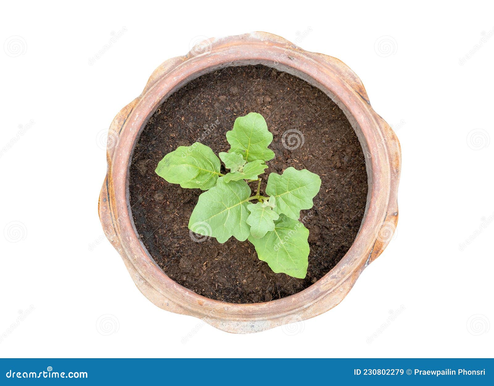 Top View of Small Tree Plantation in Stock Image - Image of botany ...