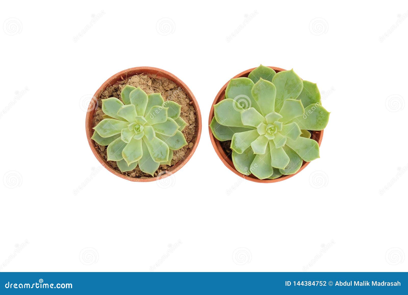 Top View of Small Tree Pot on White Background. Stock Photo - Image of ...
