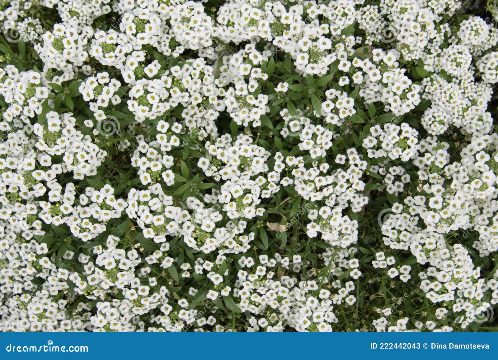 Top View of Small White Flowers. Floral Background, Texture Stock Image ...