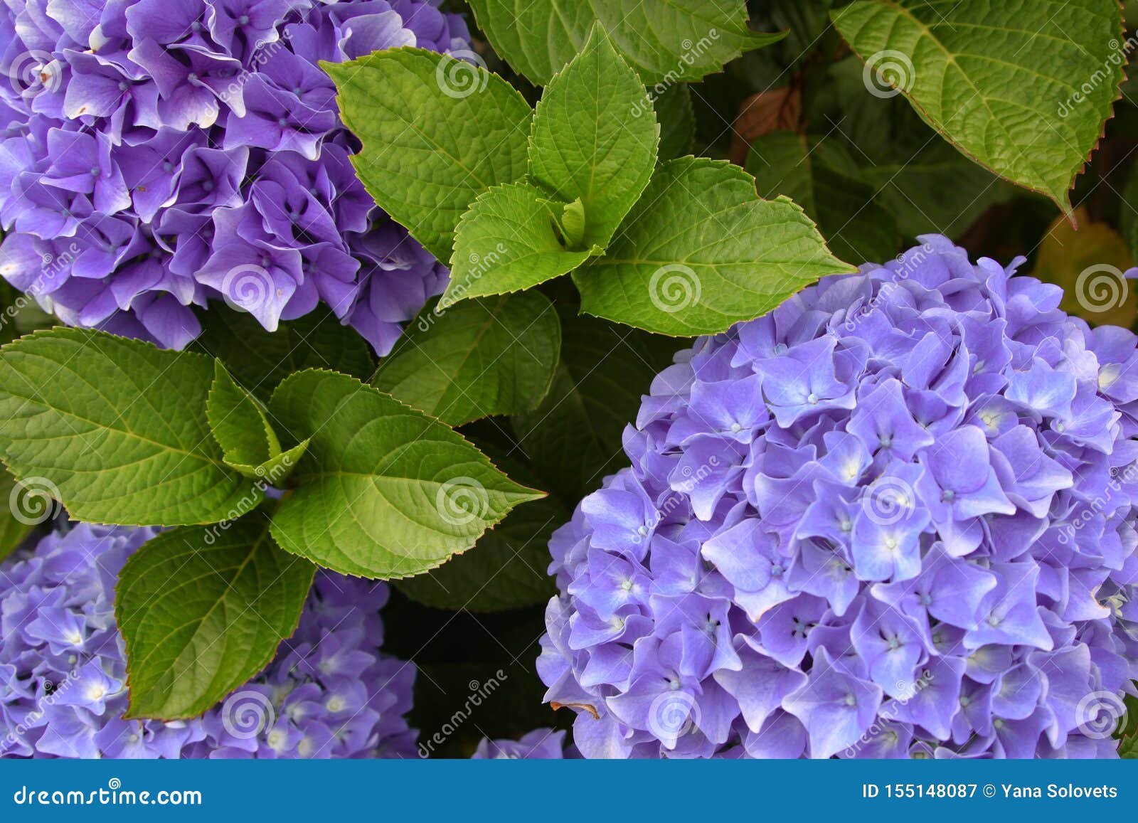 A Top View of a Smooth Hydrangea or Wild Hortensia Violet Flowers ...